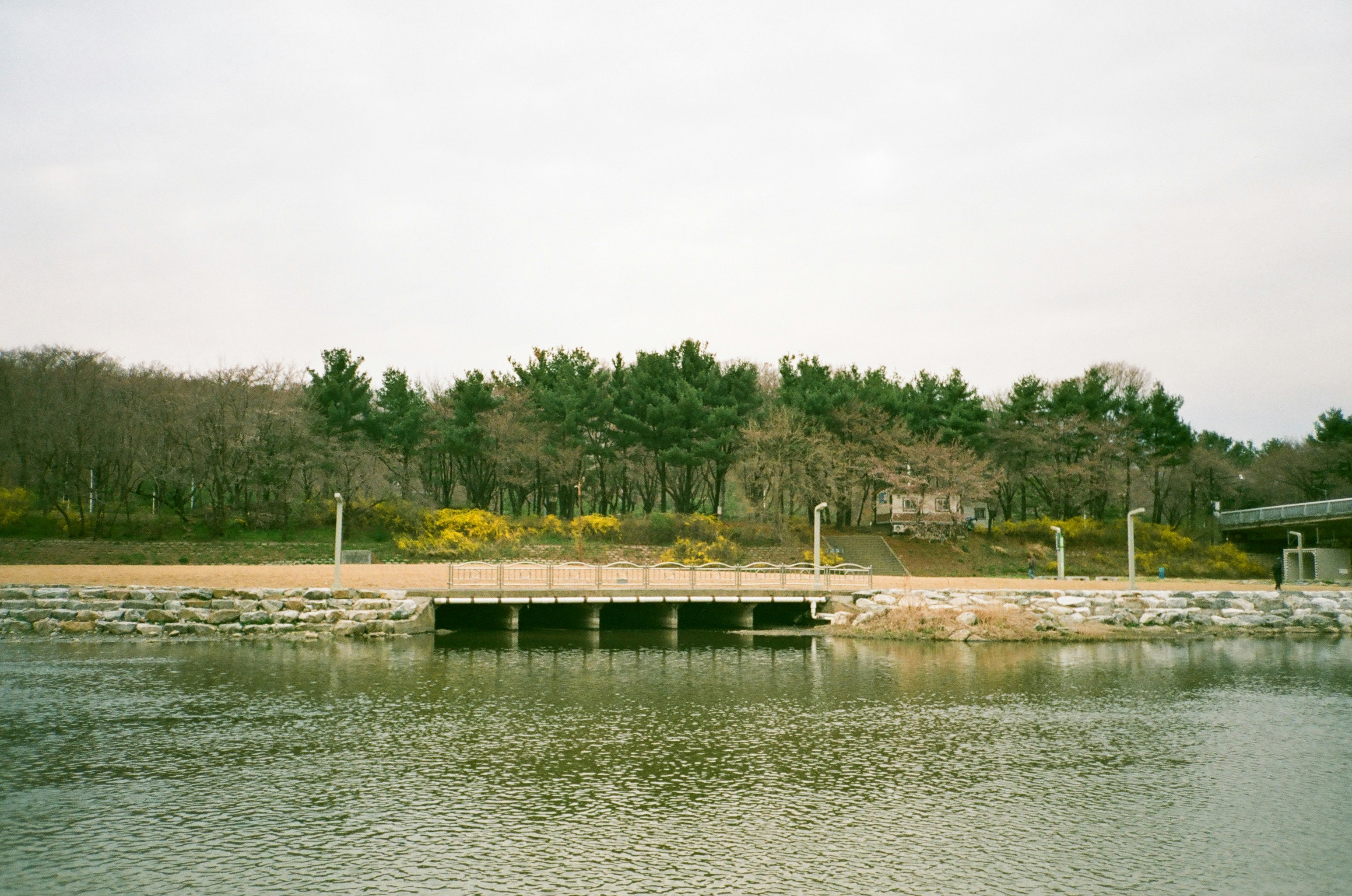 Dock at the Quiet Shore: A Lakefront Scene Framed by Pines