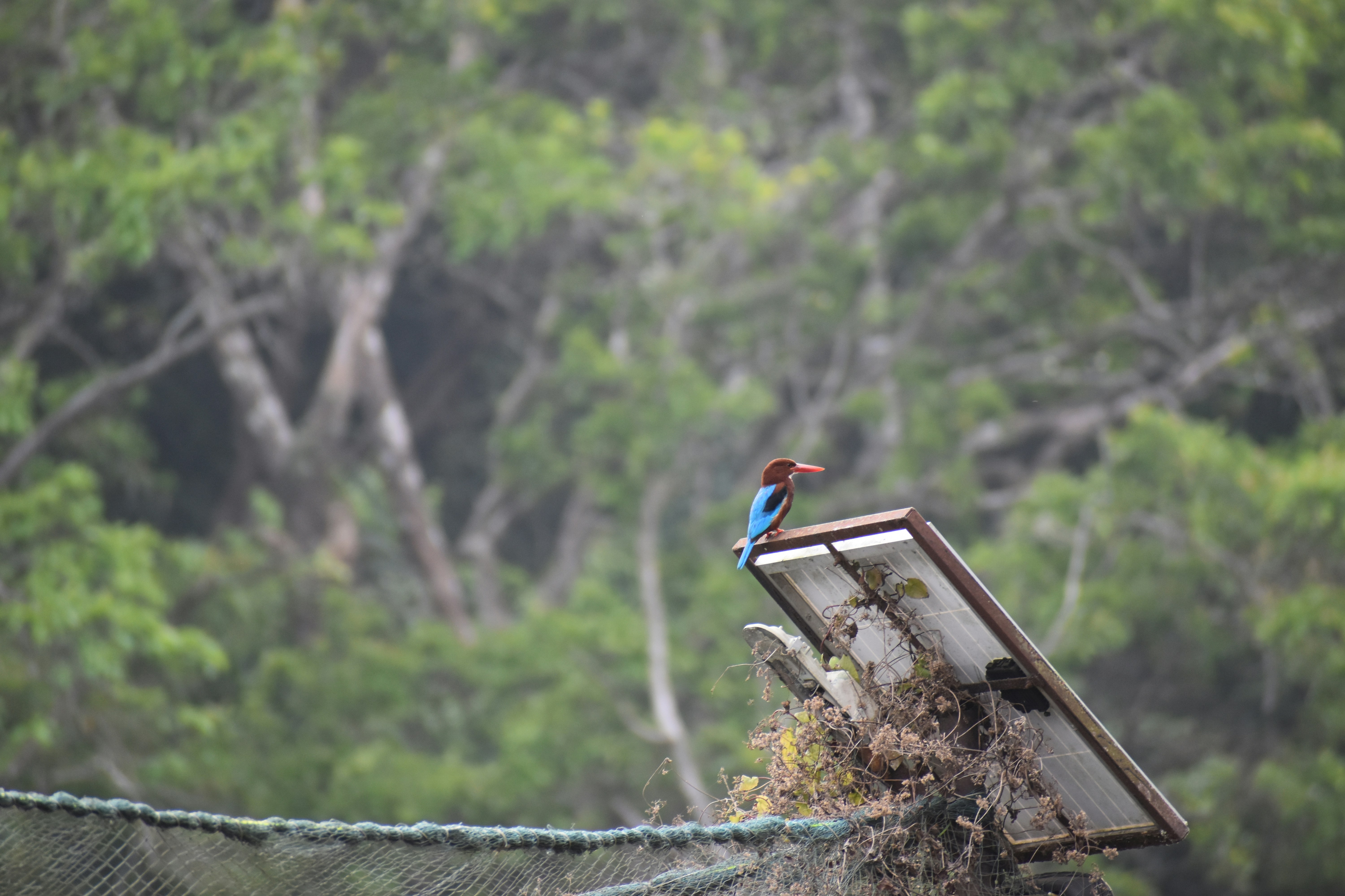 Kingfisher on a Tilted Platform, Bright Blue Against a Quiet Green Backdrop