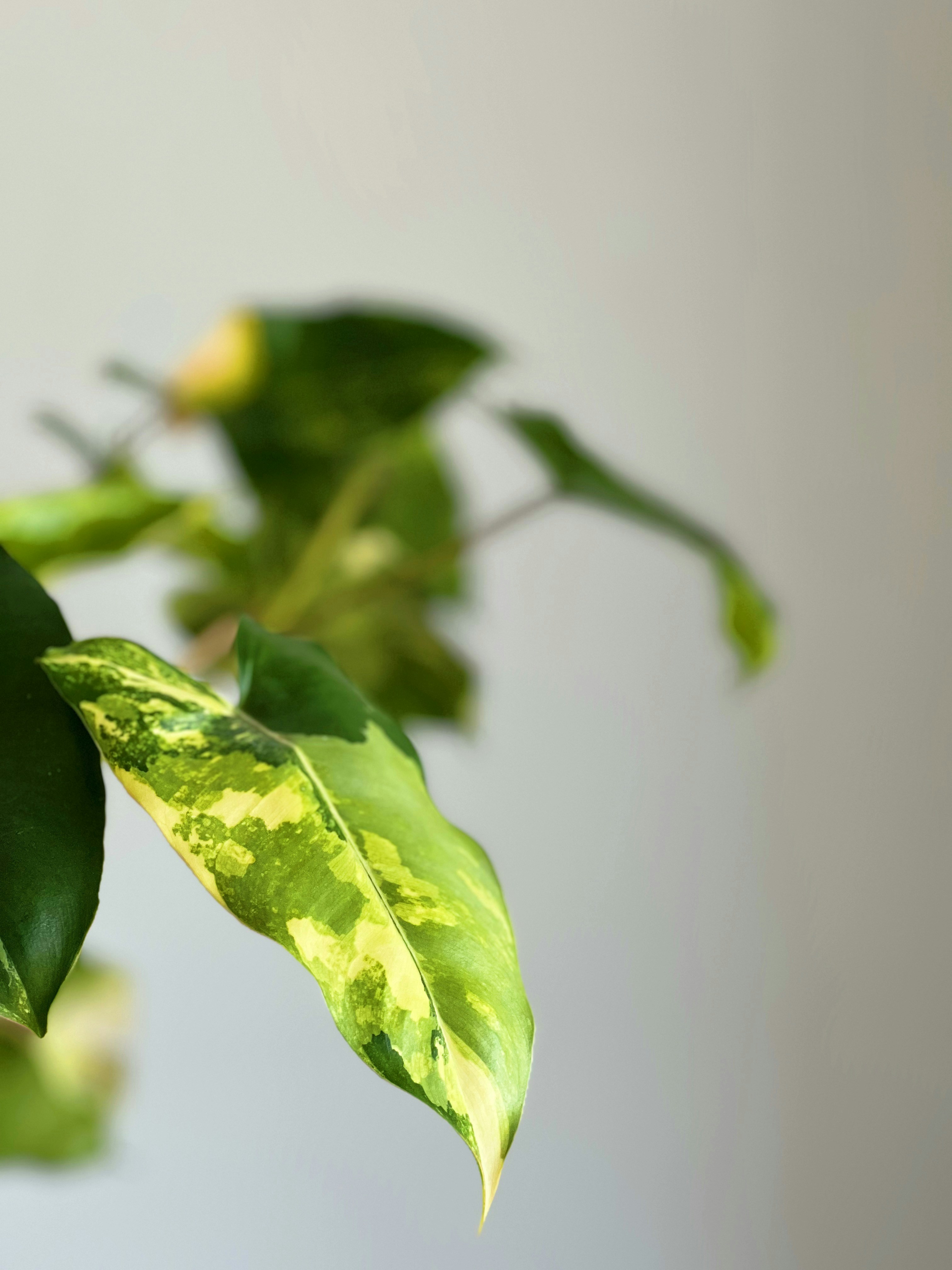 Green-Gold Variegation: A Close-Up Leaf in Quiet Focus