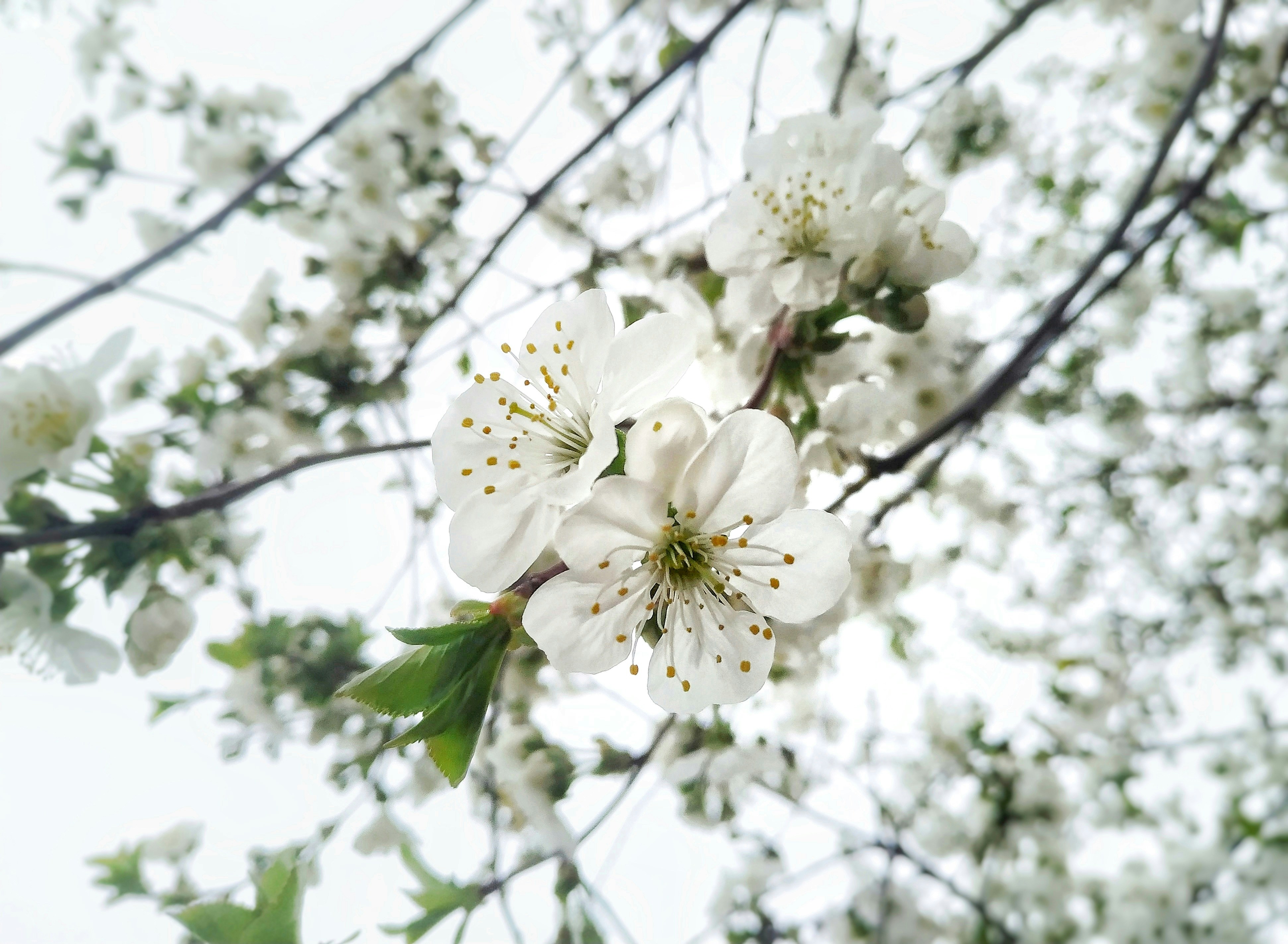 Цветок вишни