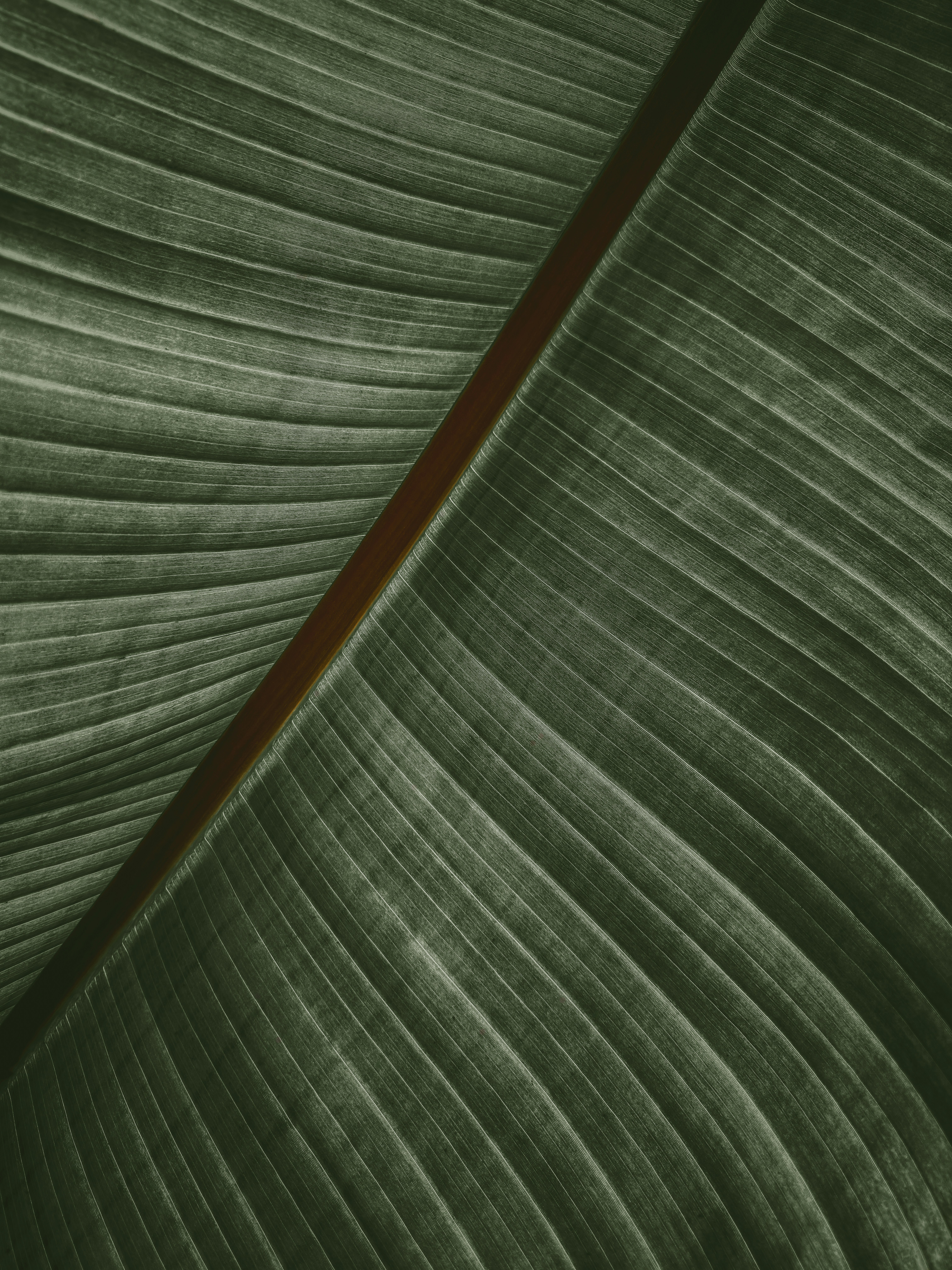 Close-up of a large green leaf showcasing its detailed veins and texture.