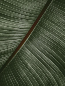Verdant Veins: A Leaf's Intricate Geometry