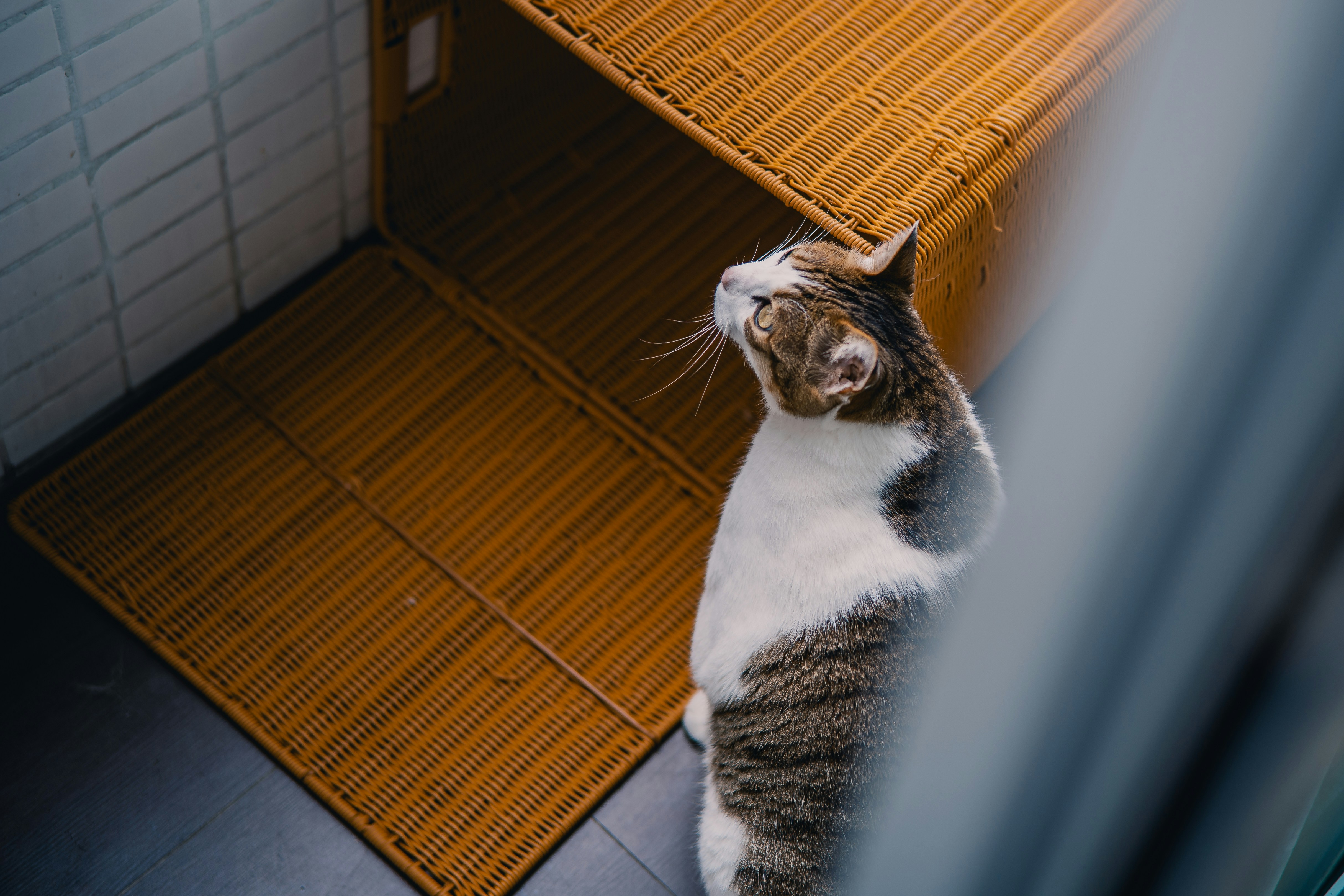 Whiskered Sentinel at the Threshold
