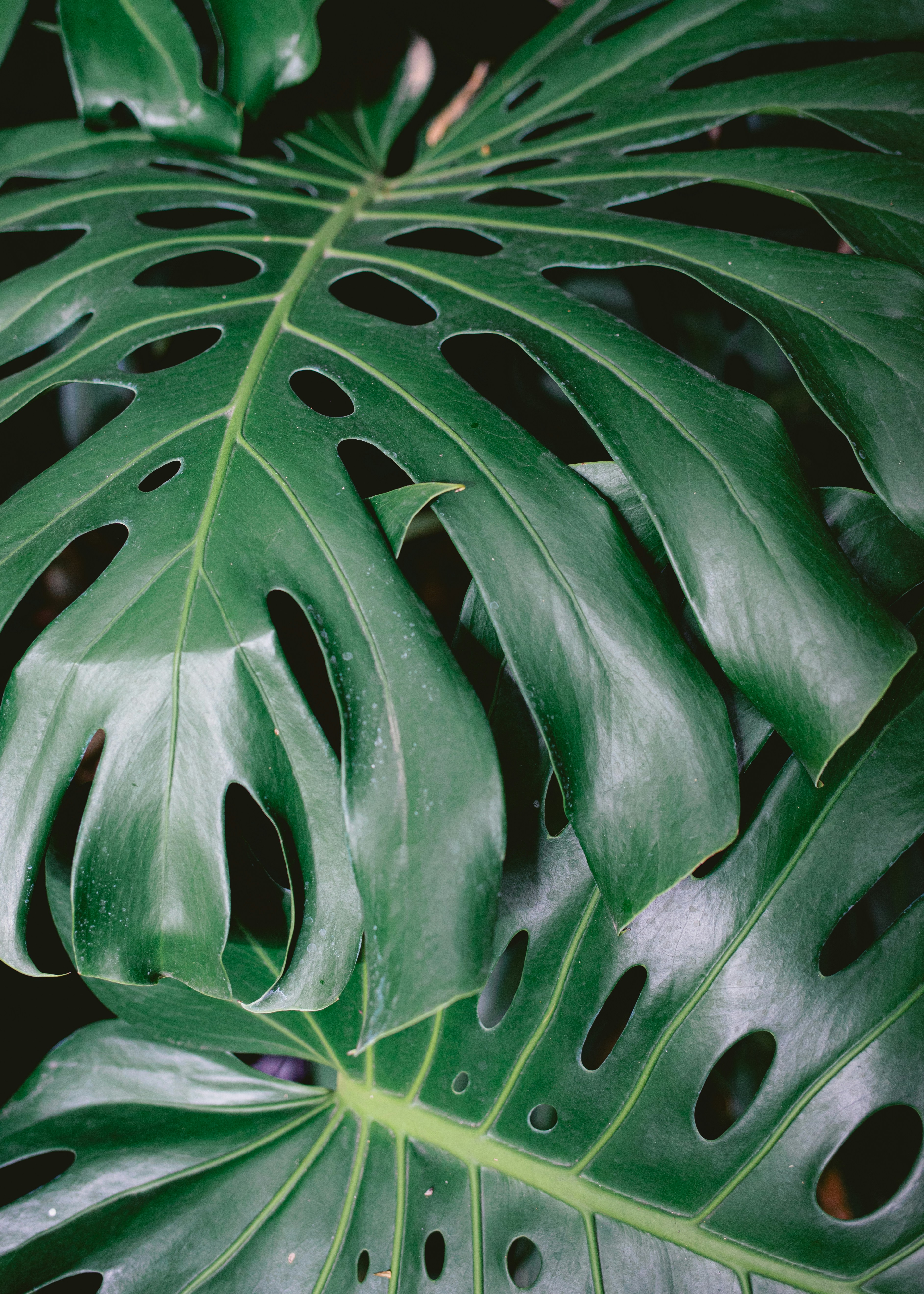Fenestrated Green: Macro Portrait of Monstera Deliciosa Leaves