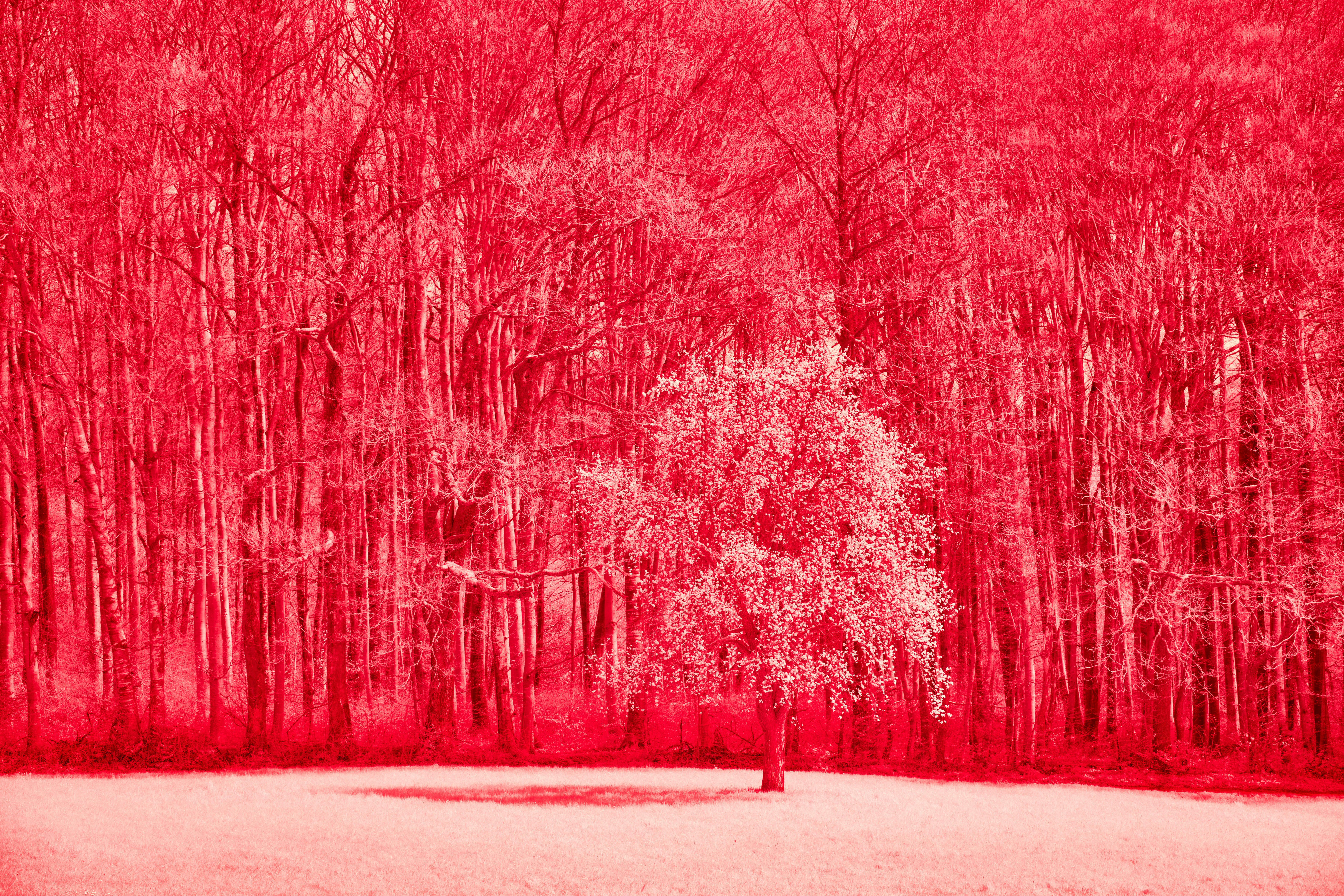 Une image infrarouge rouge d’un arbre dans une forêt photo – Photo La ...