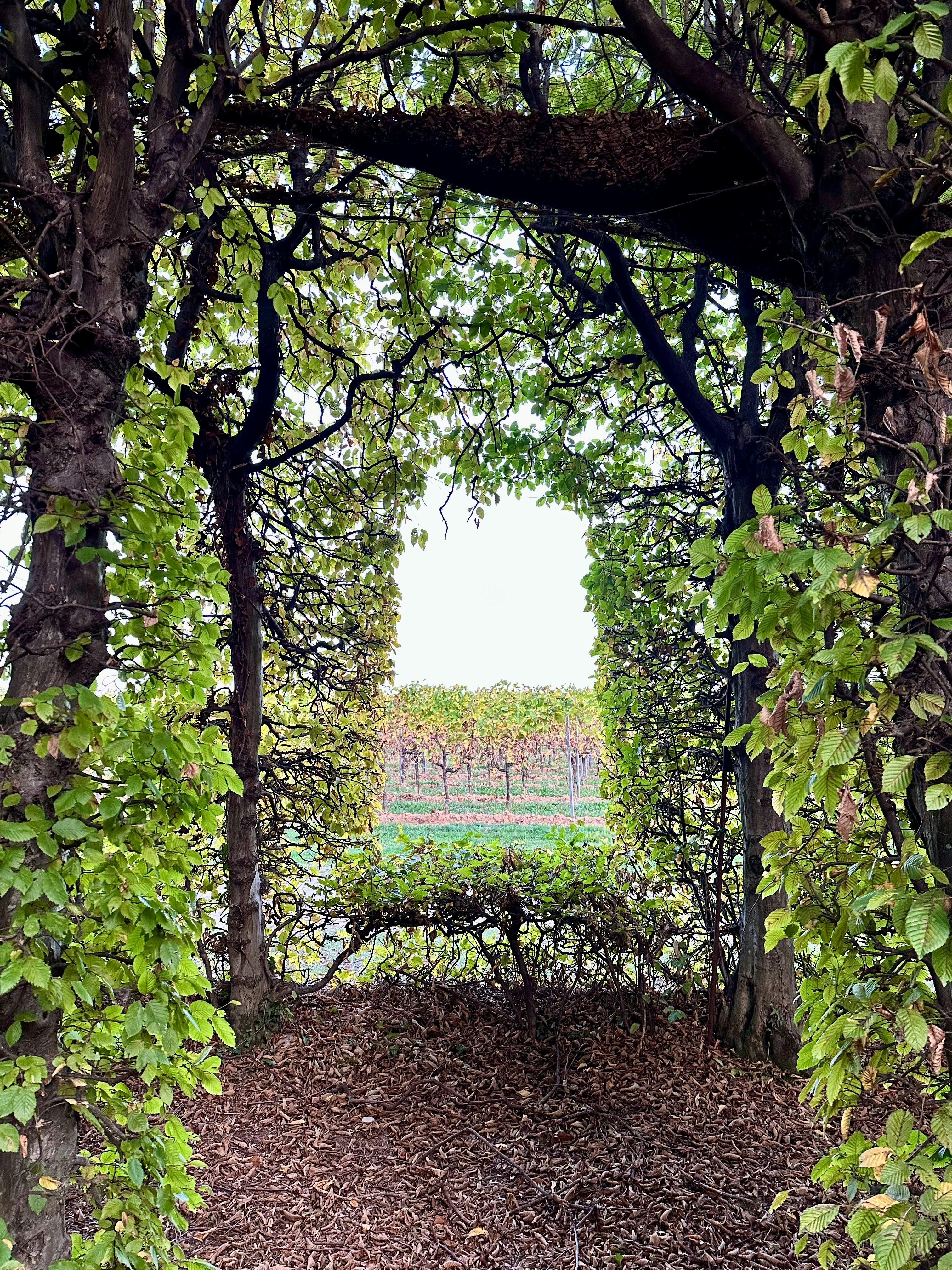 Verdant Gateway: A Leafy Arch to a Sunlit Vineyard