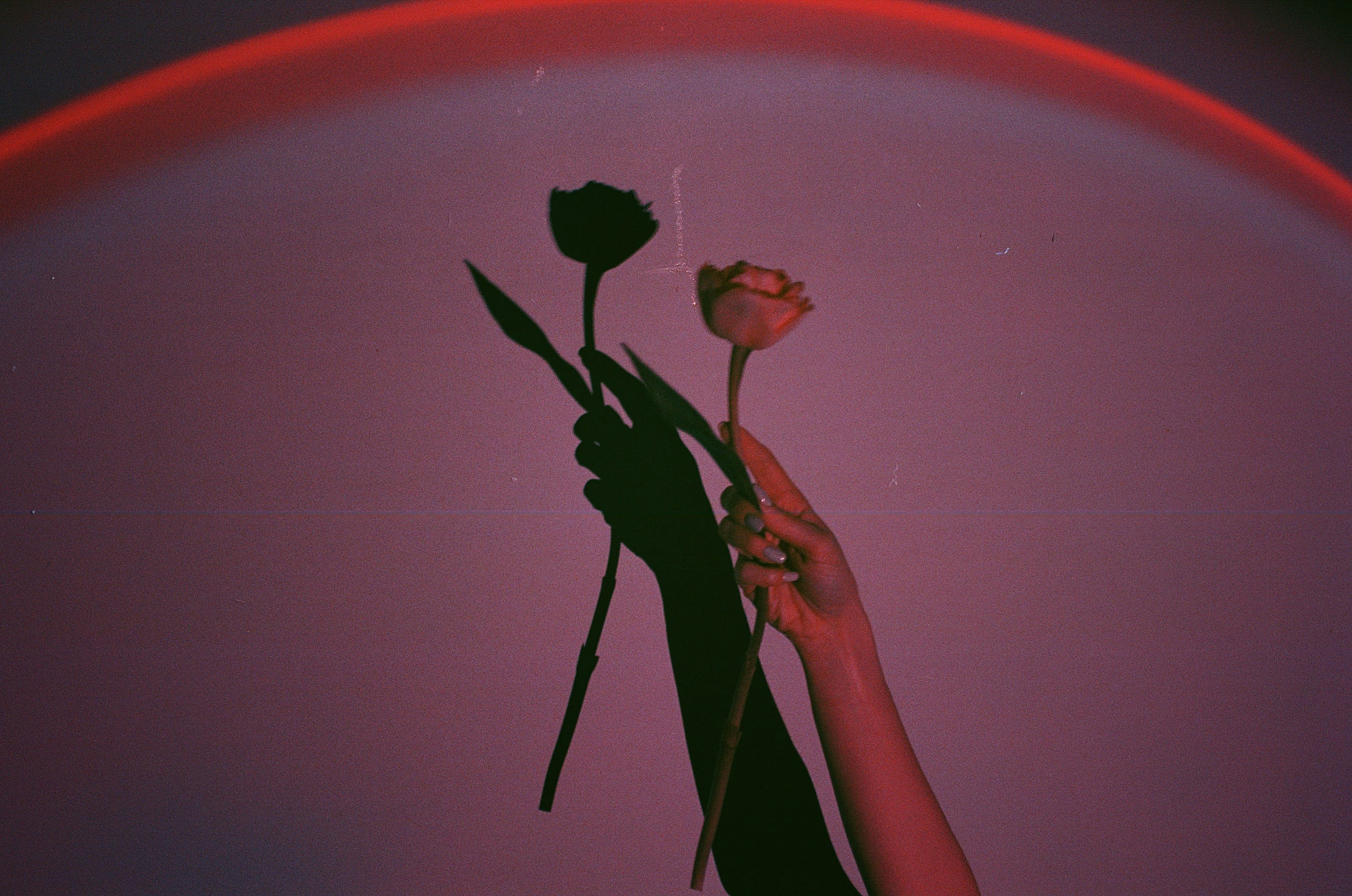 A hand gracefully holds two roses, casting striking shadows against a softly lit backdrop. The interplay of light and shadow creates a dramatic visual narrative.