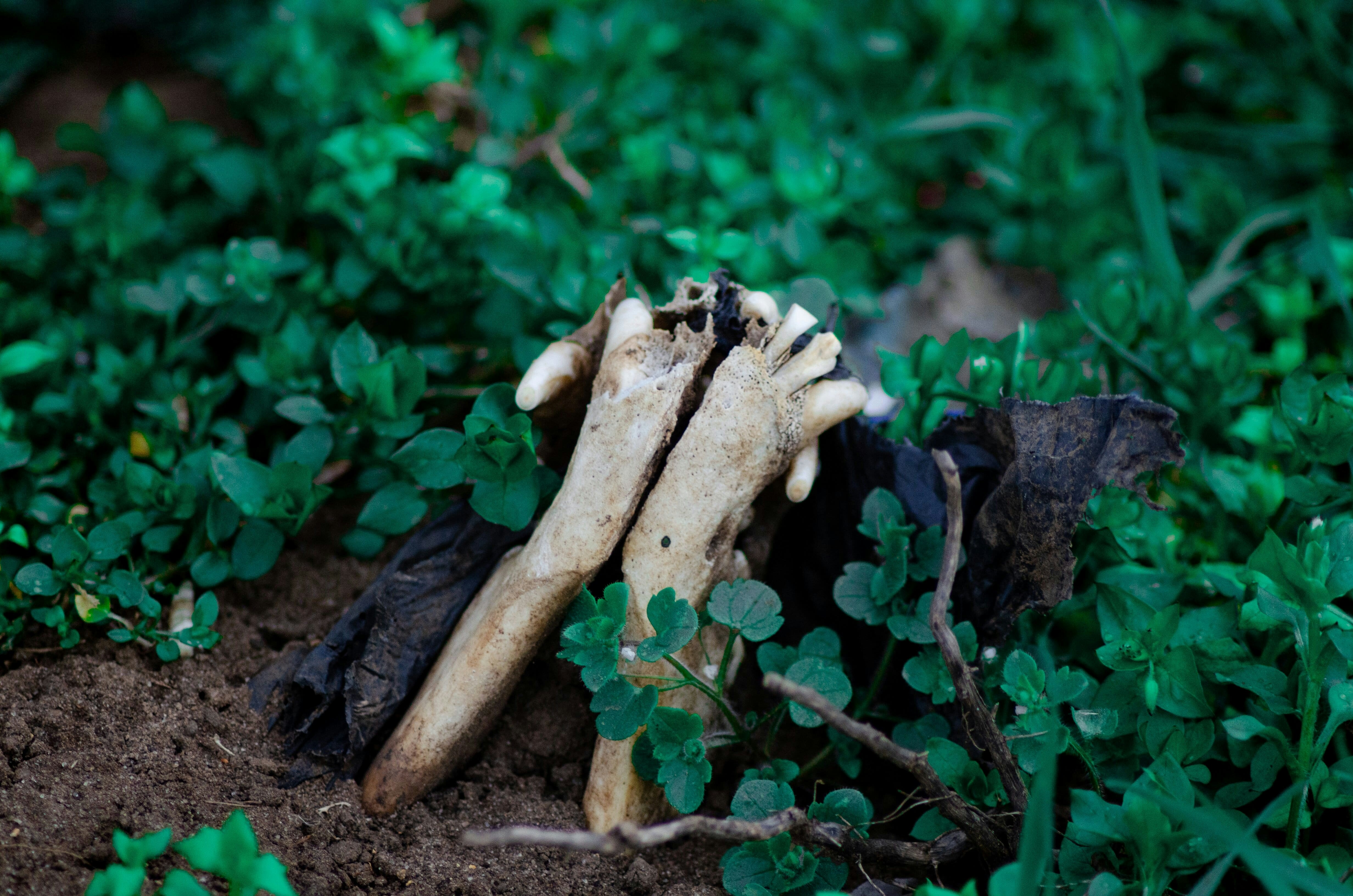 A pile of dead animal bones sitting in the grass photo – Free Plant ...