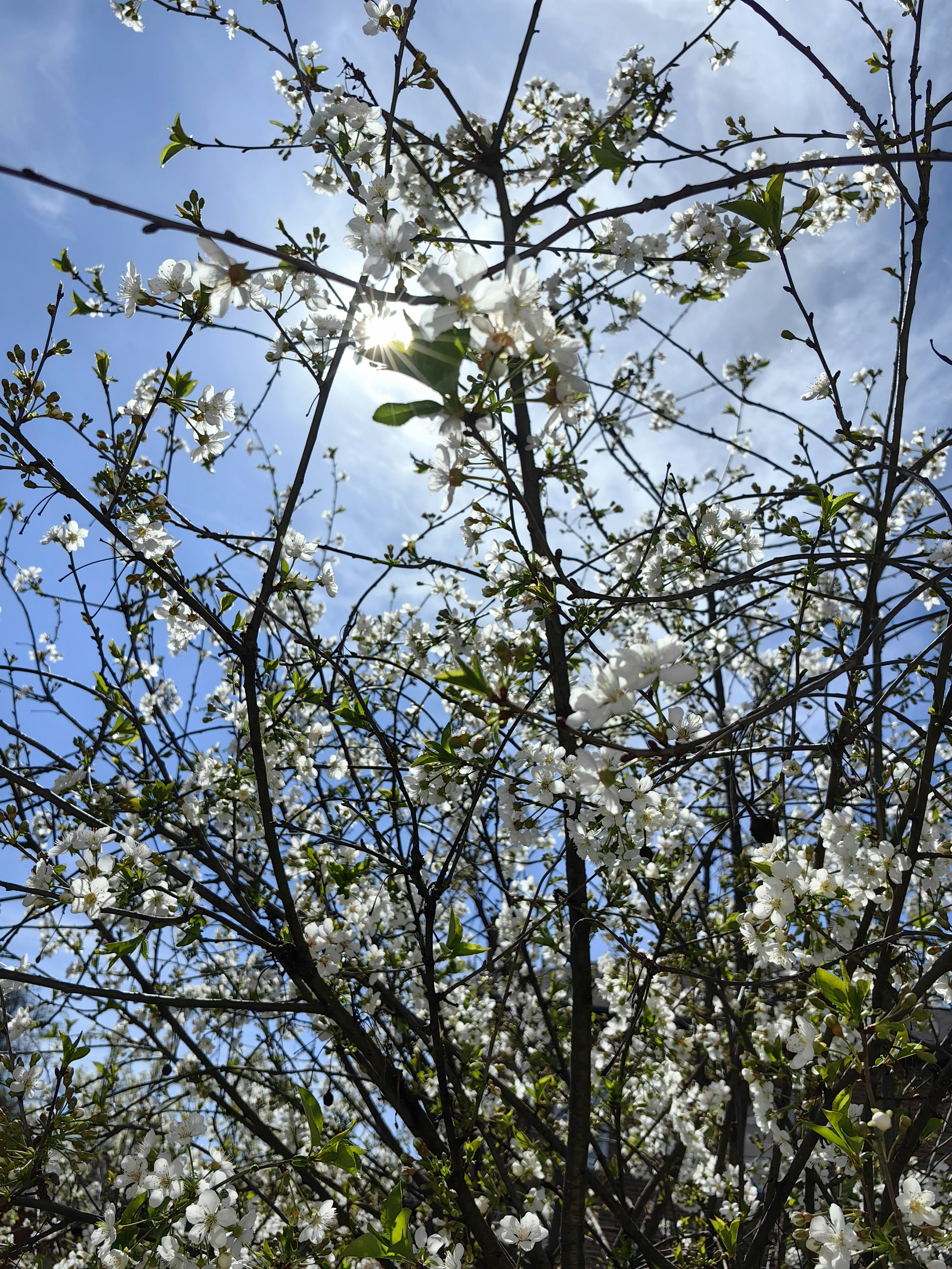 Sunlit White Blossoms Woven Through a Sky-Blue Spring