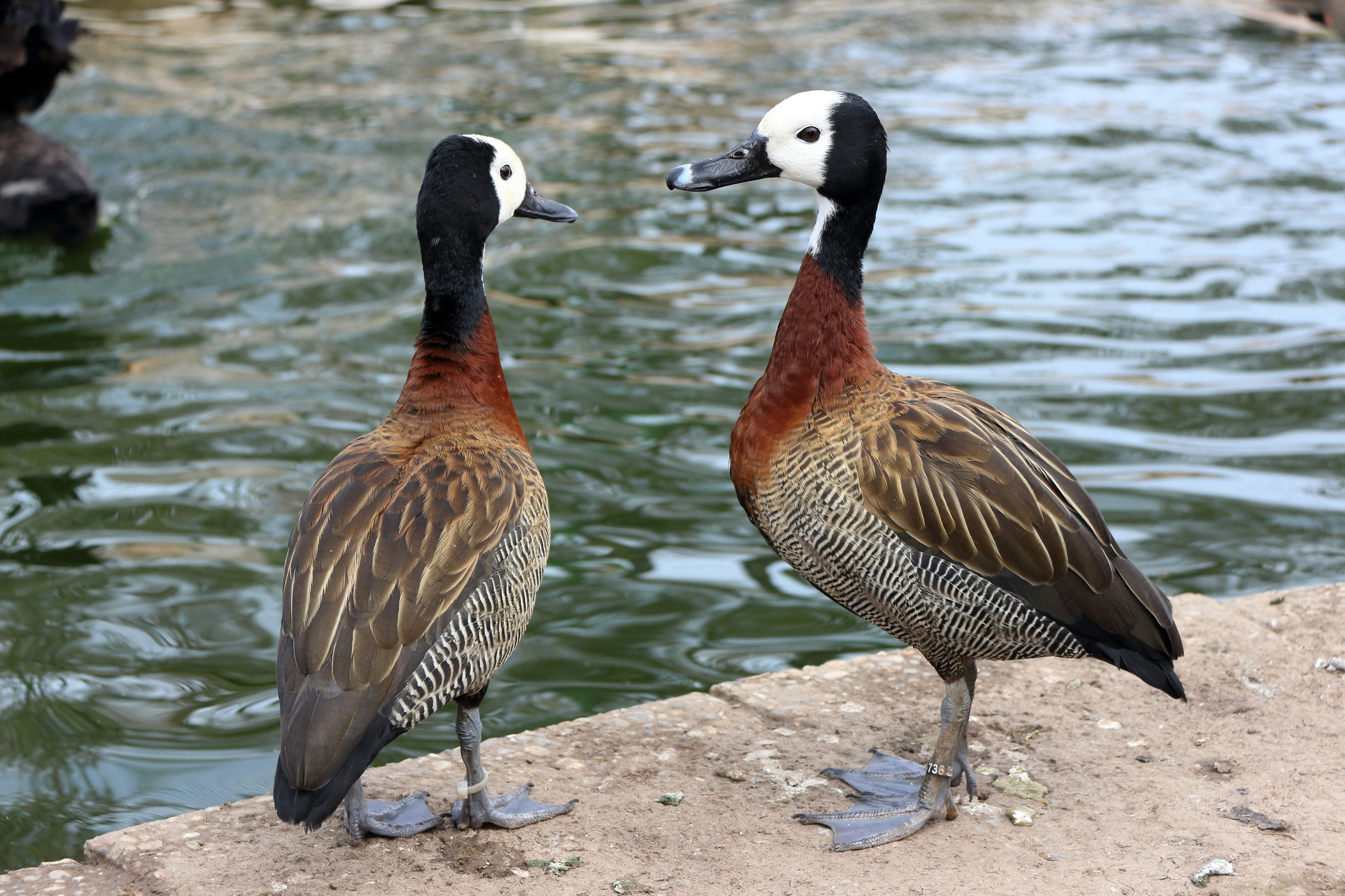 Quiet Exchange by the Riverbank: Two White-faced Ducks in Dappled Light