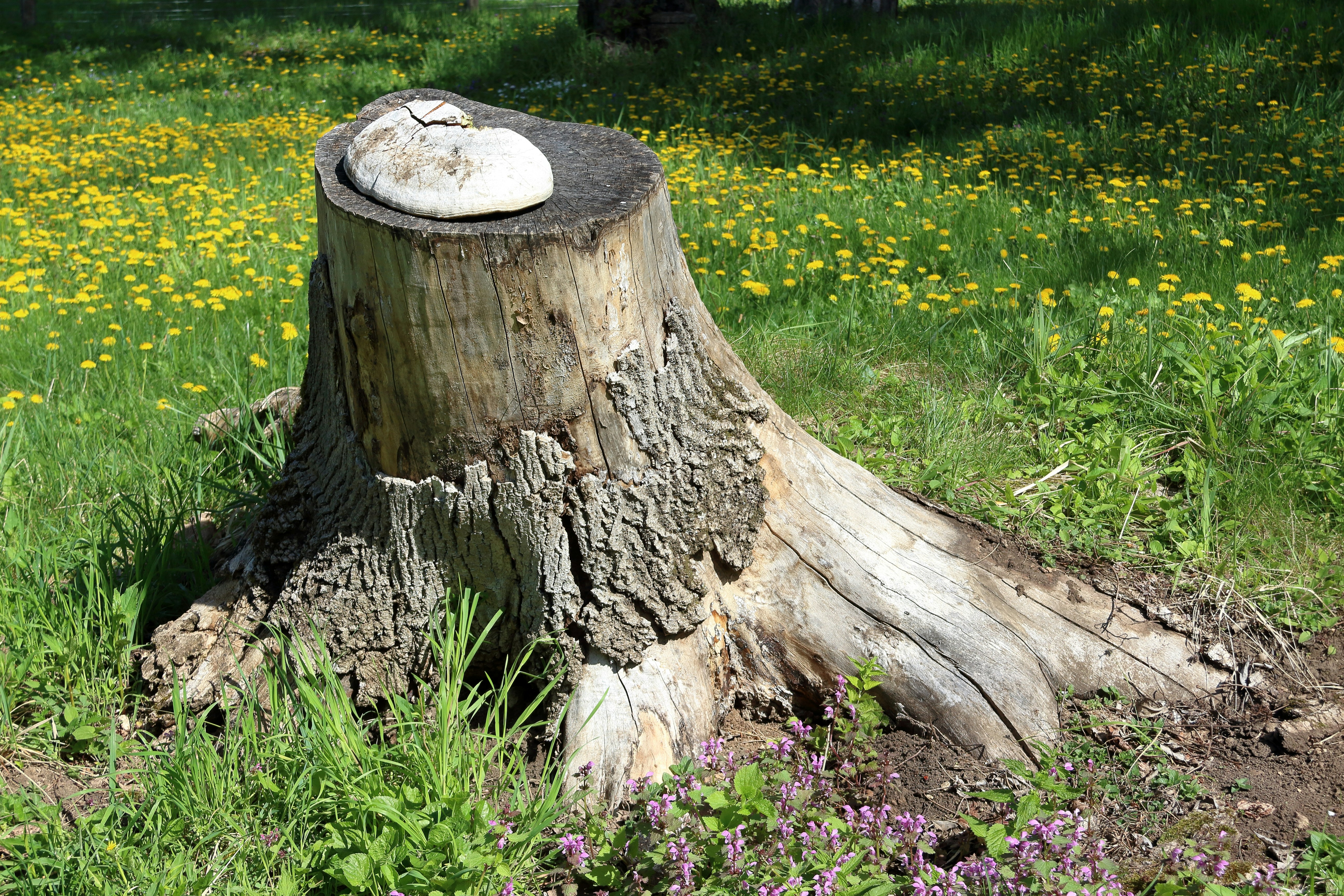 Photo by Timi Gaier with Canon EOS 650D