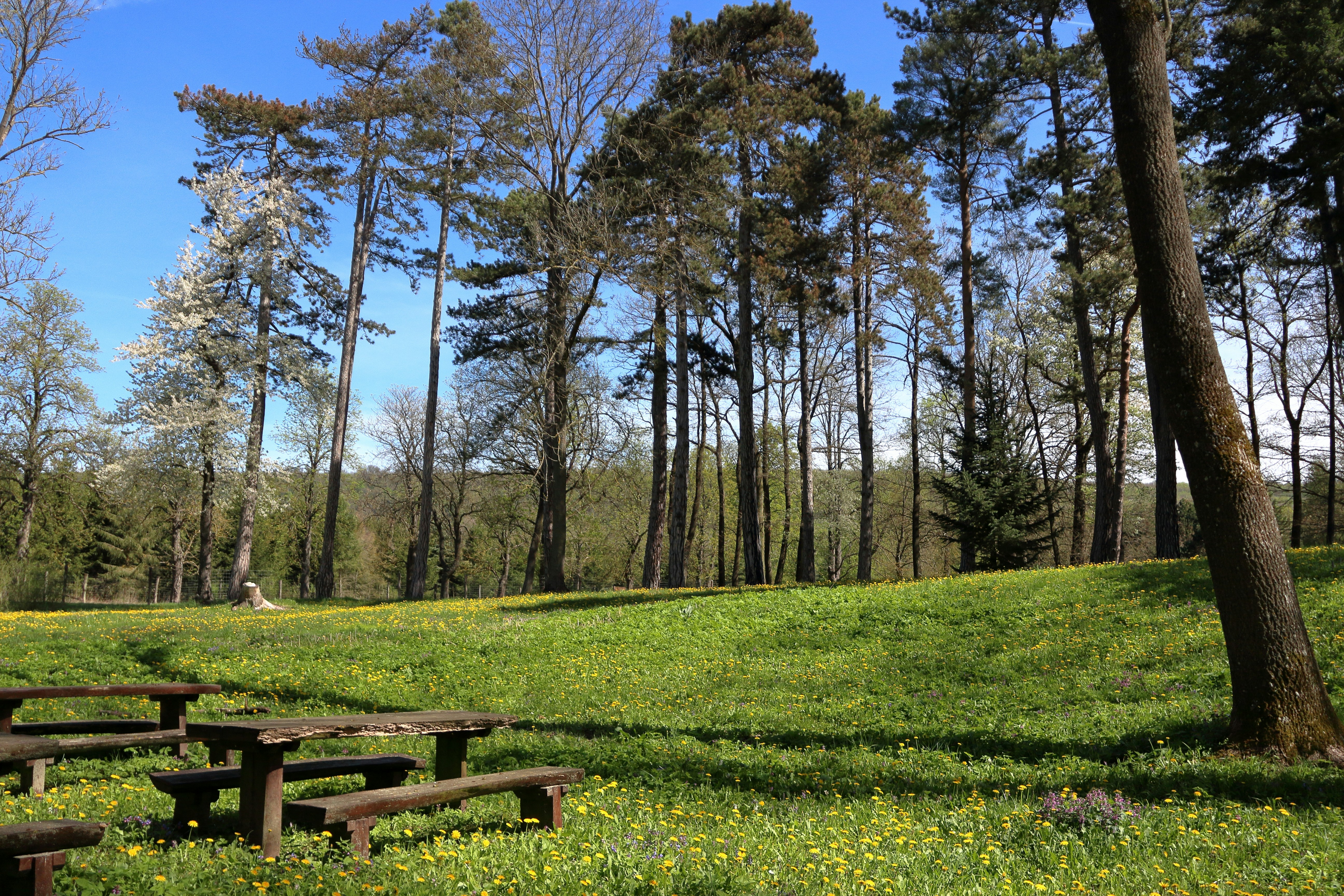 Morning Light over a Spring Meadow with Benches and a Lone Walker