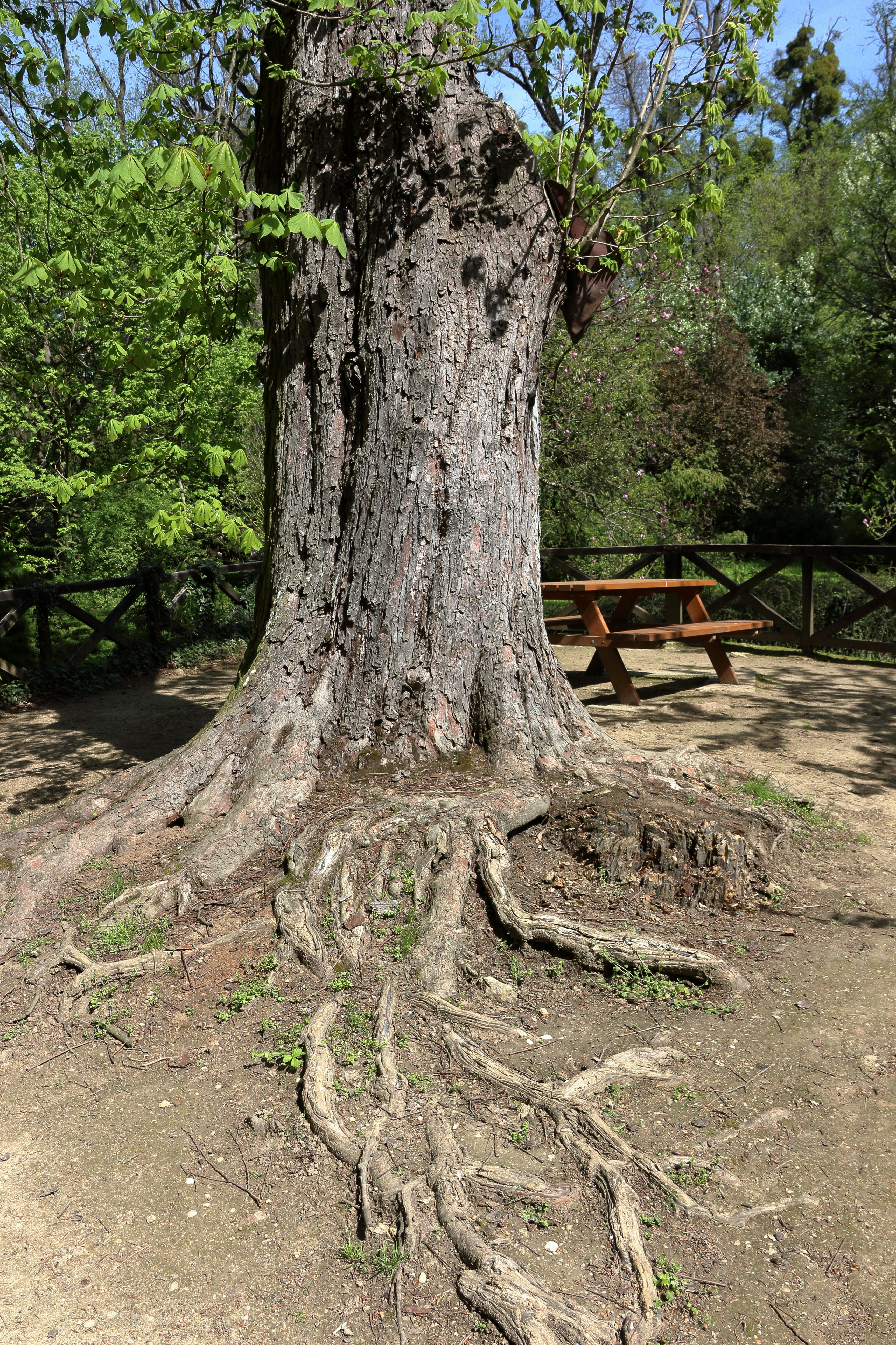 Rooted in Light: Exposed Root Network Framing a Park Bench