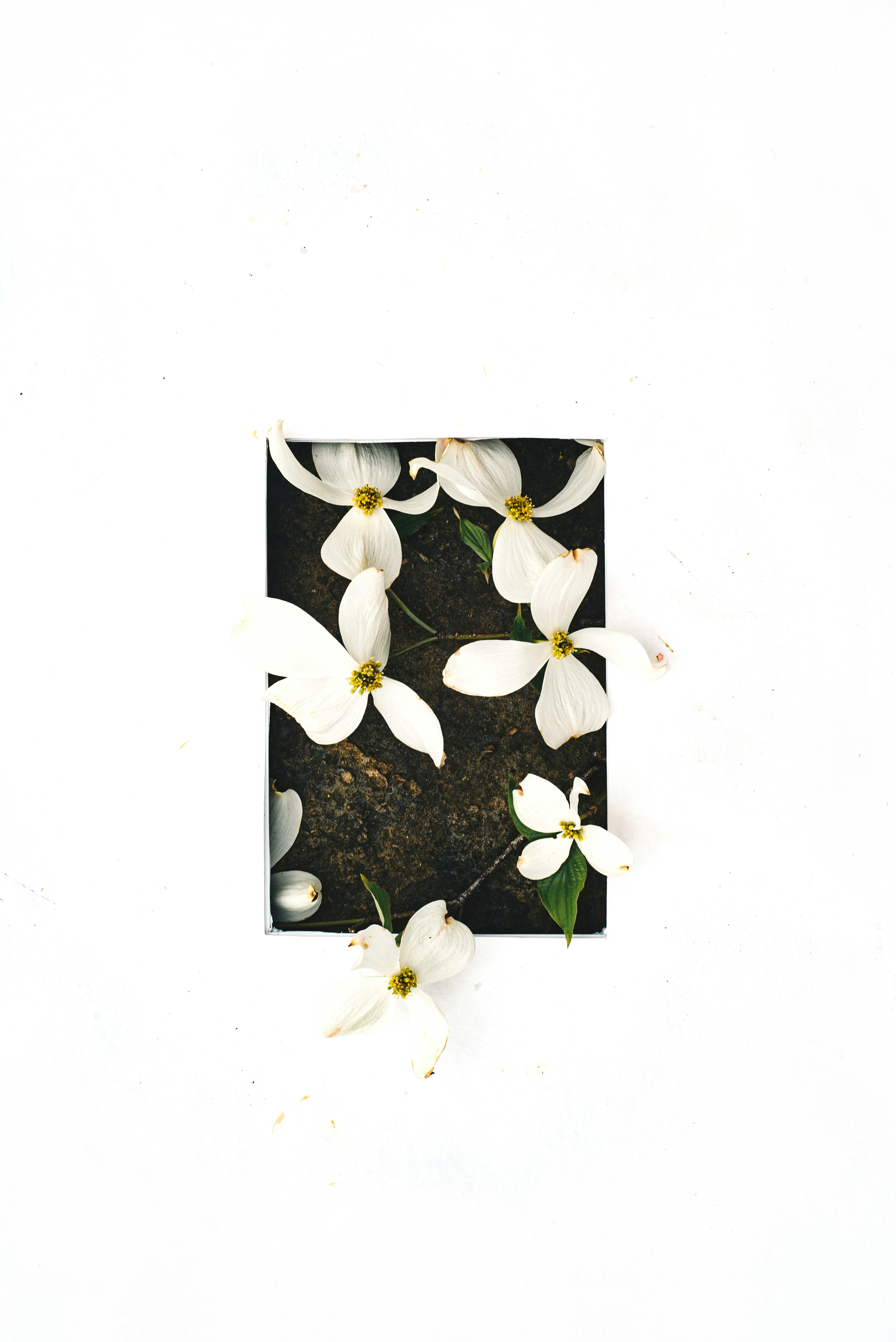 A square picture frame with white flowers in it photo – Free ...