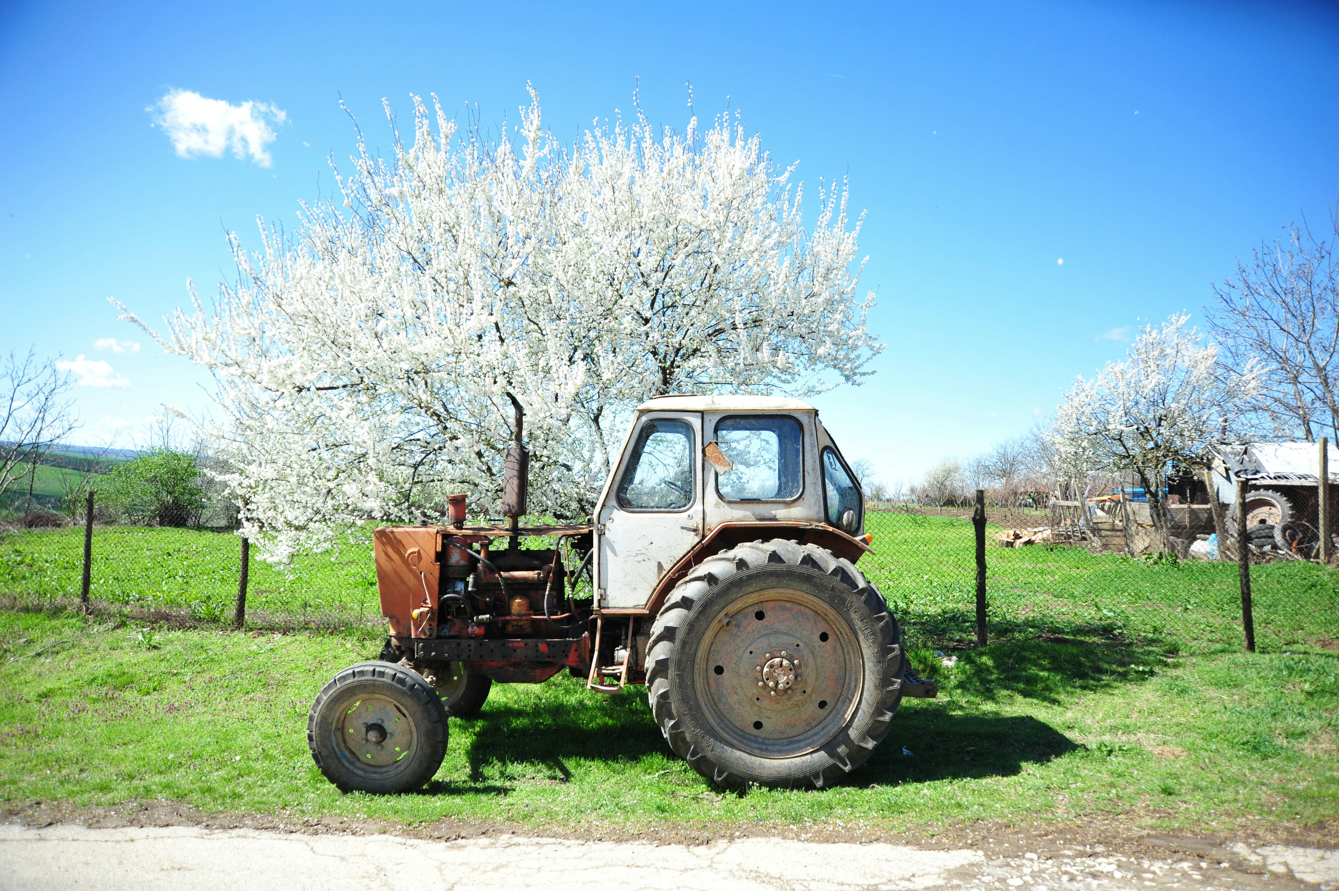 Weathered Tractor Under Blush Trees in Bloom