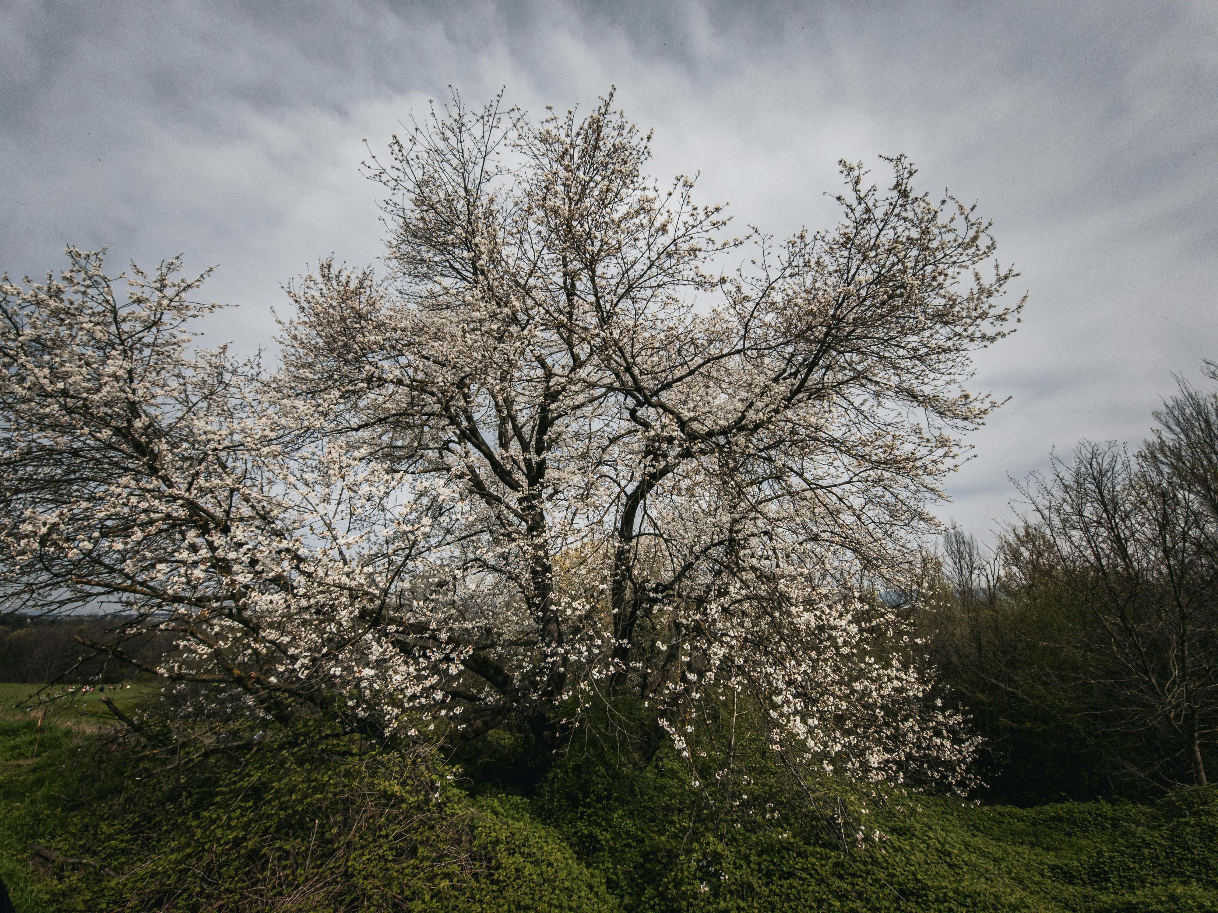 Un arbre aux fleurs blanches au milieu d’un champ photo – Photo ...