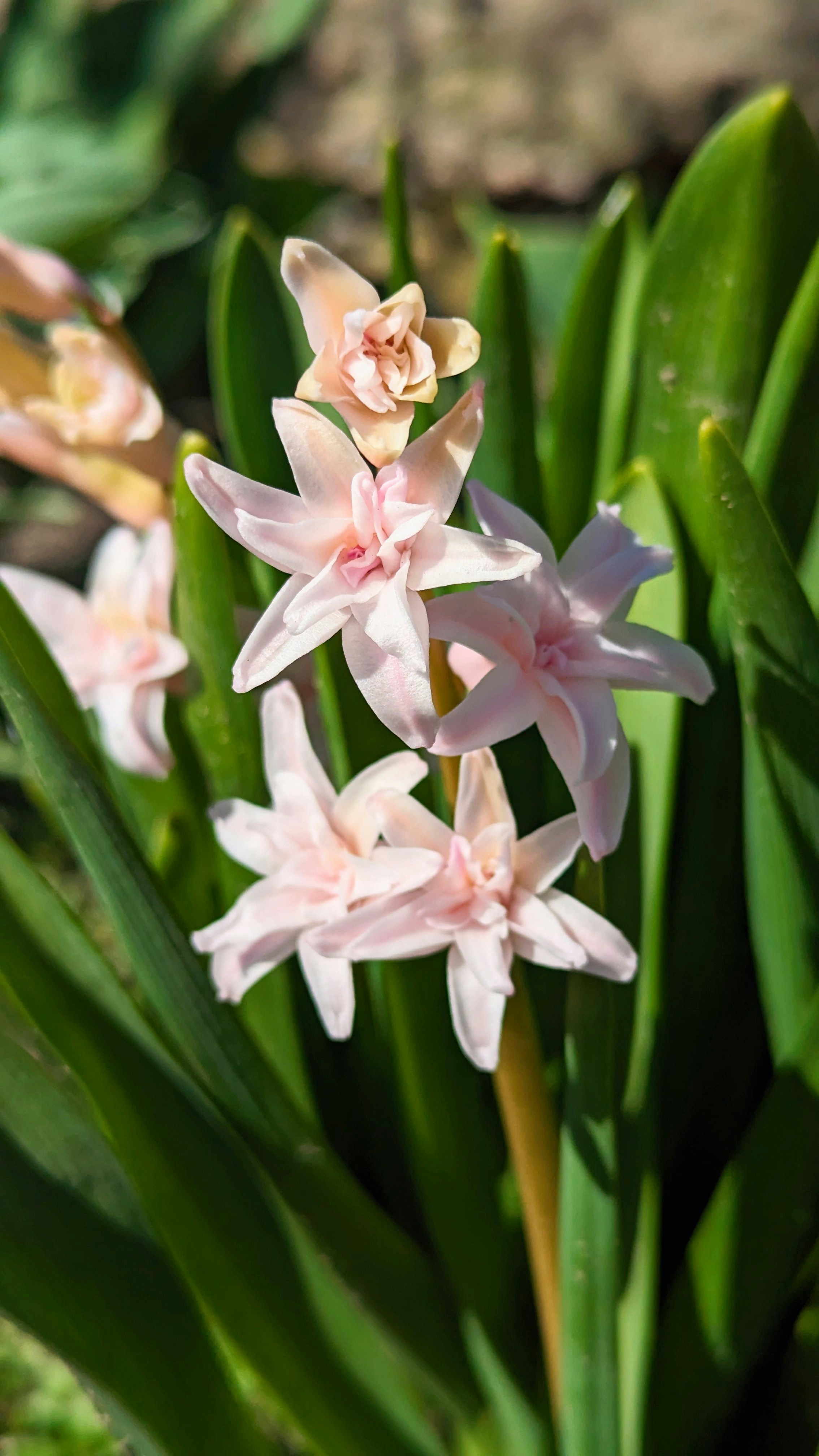 Petal Constellation: Sunlit Pink Hyacinths Framed by Emerald Leaves