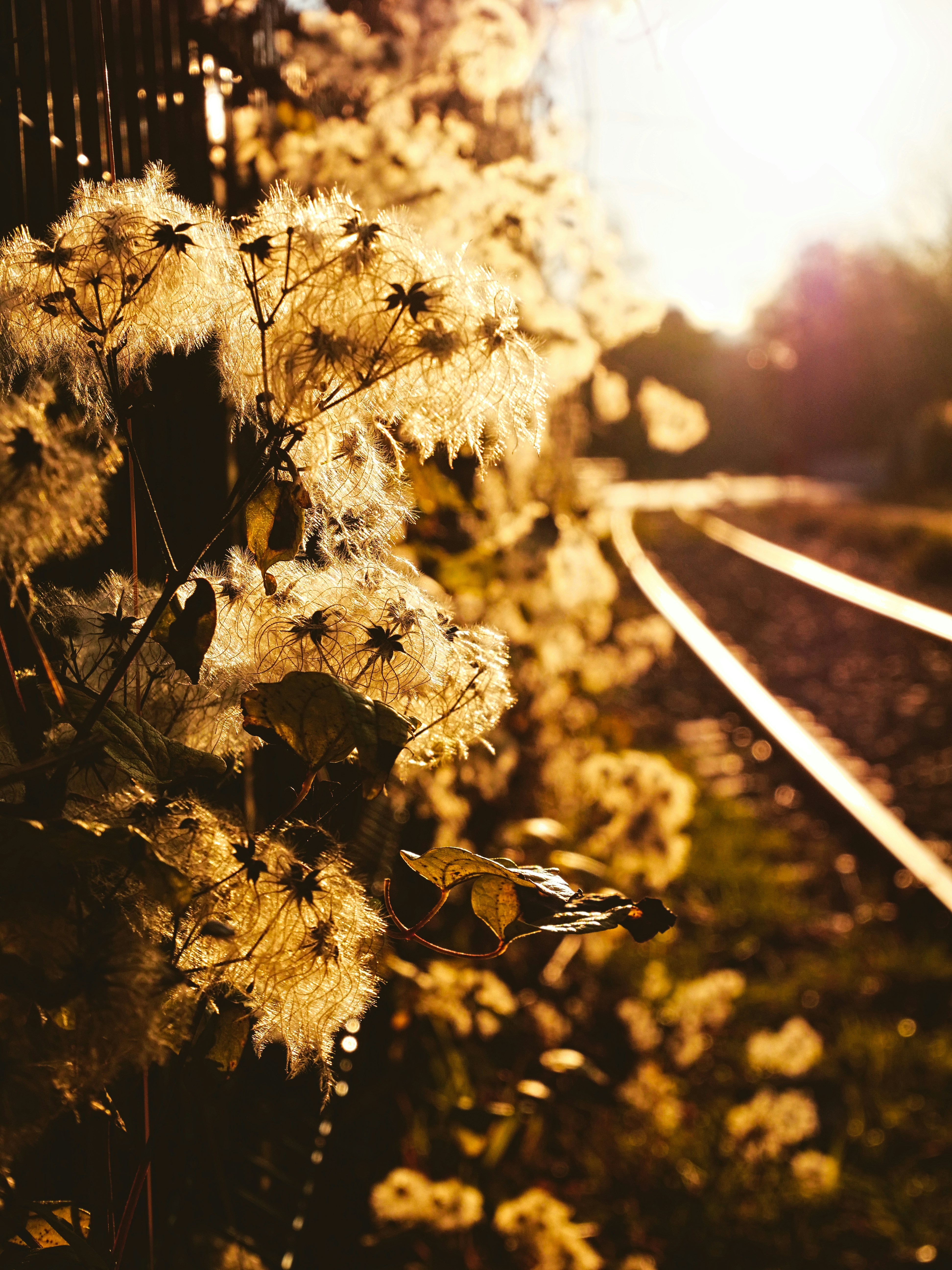 a close up of a bunch of flowers near a train track