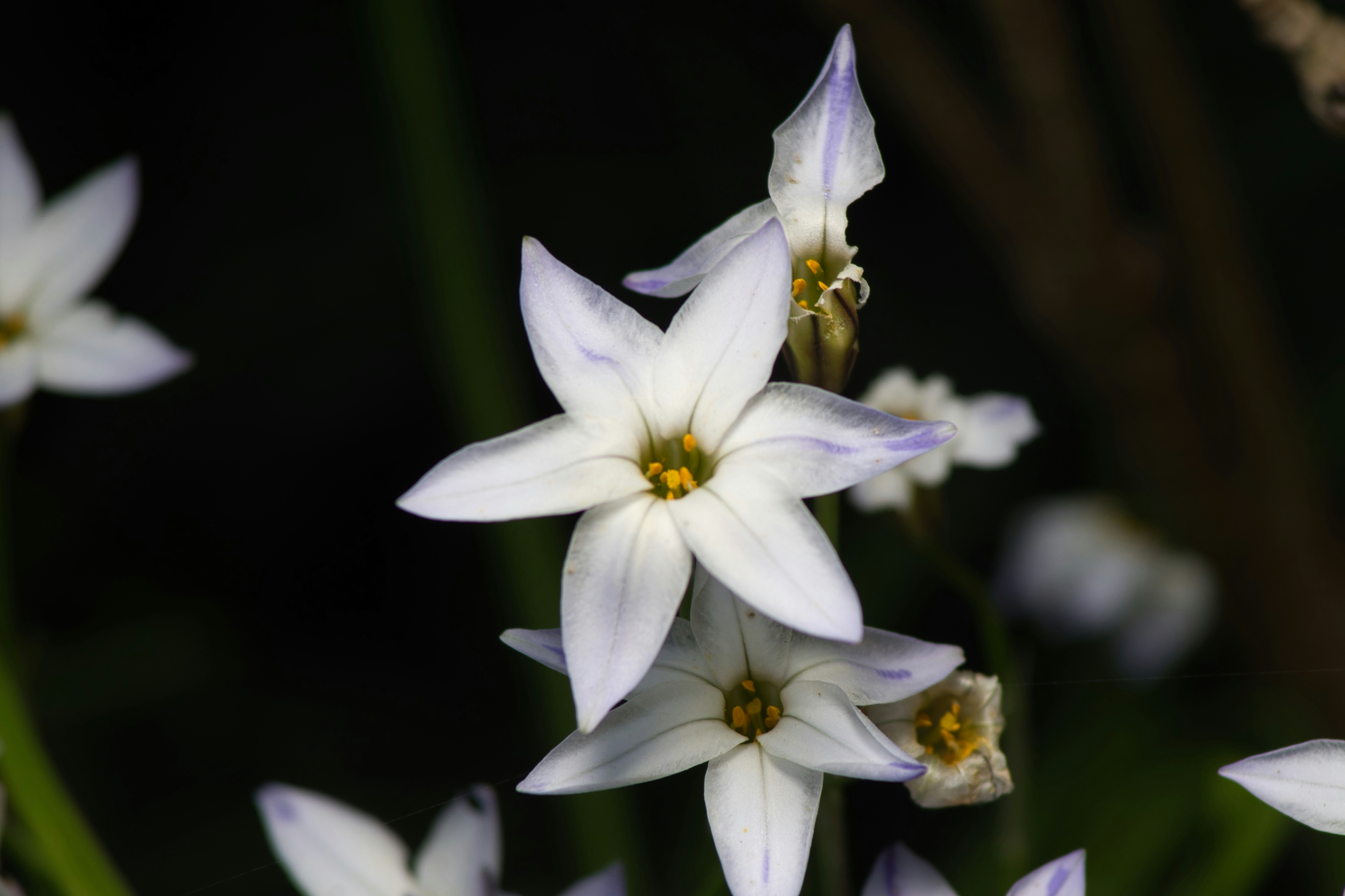 ipheion