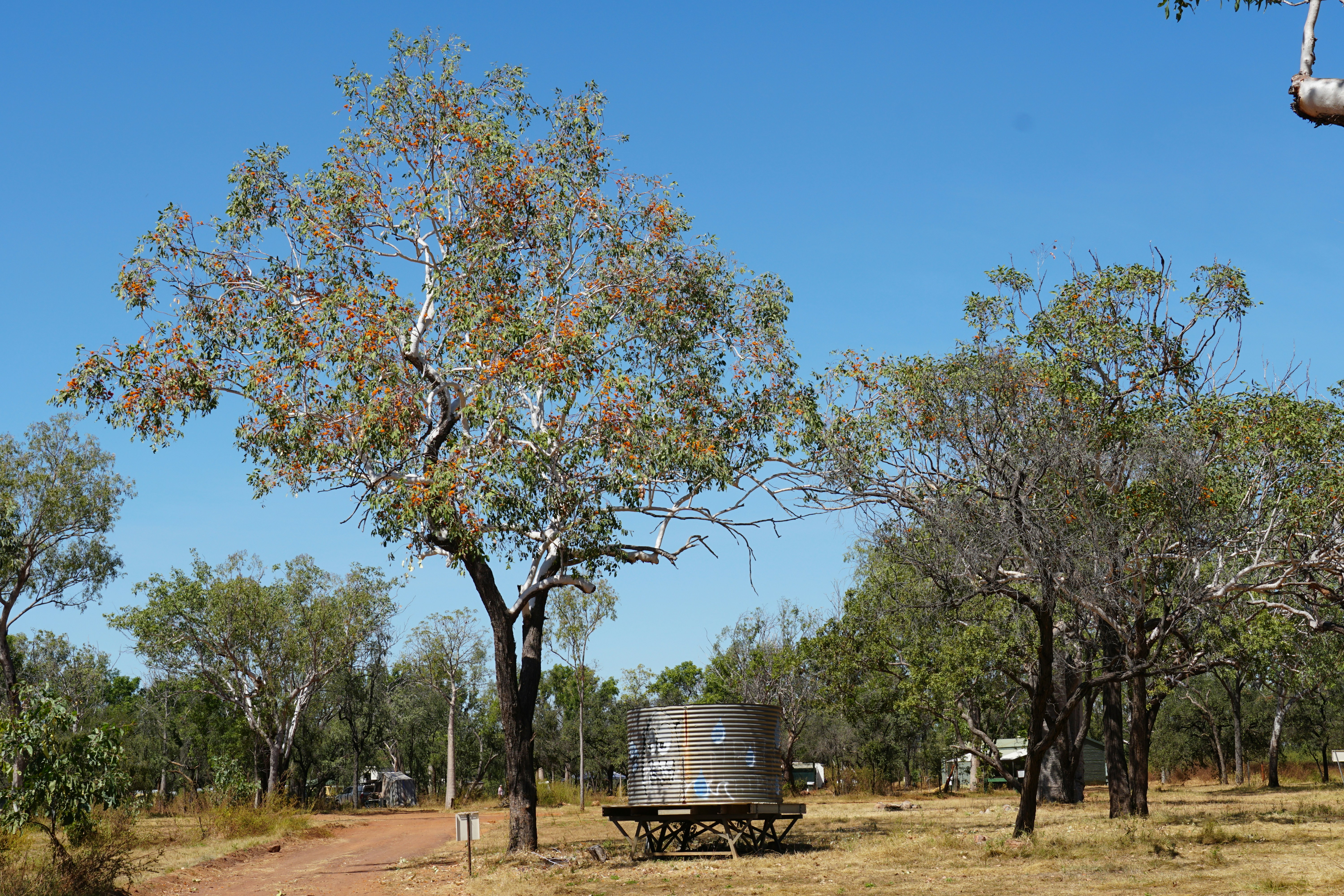 Weathered Water Tank on a Trailer Anchors a Quiet Rural Clearing