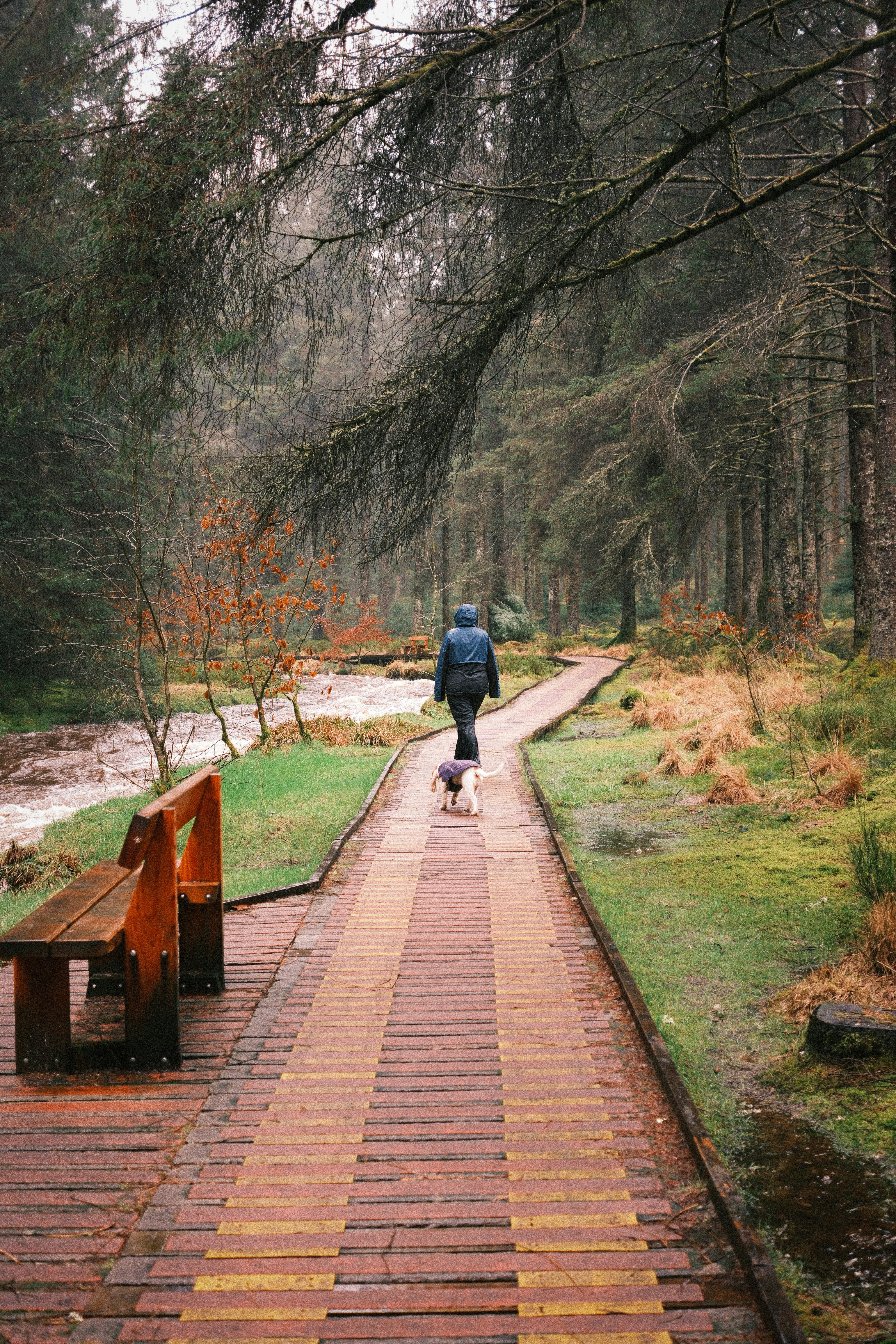 Person walking a dog along a wooden path beside a flowing river, surrounded by tall trees in a misty forest.