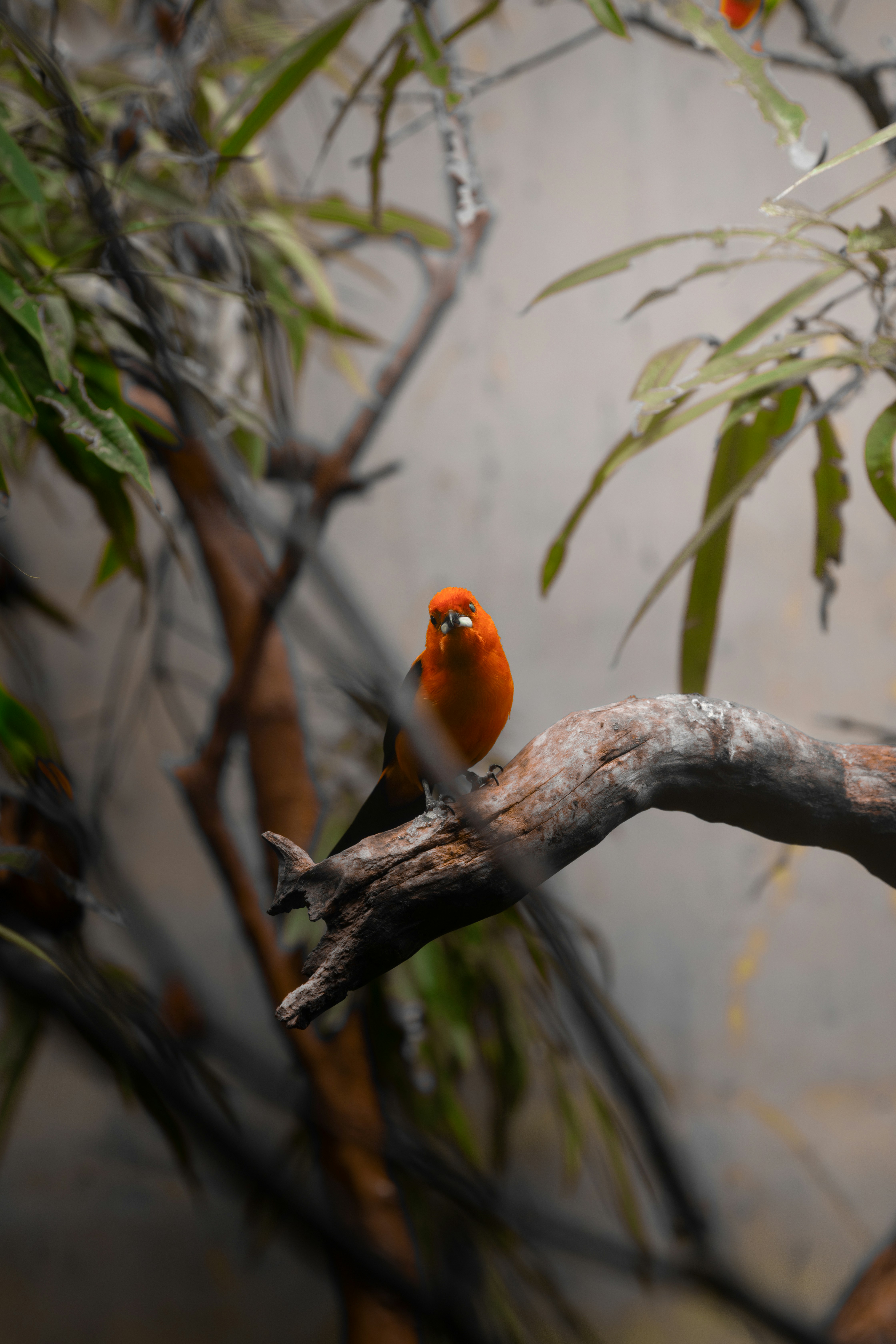 A small orange bird sitting on a tree branch photo – Free Backgrounds ...
