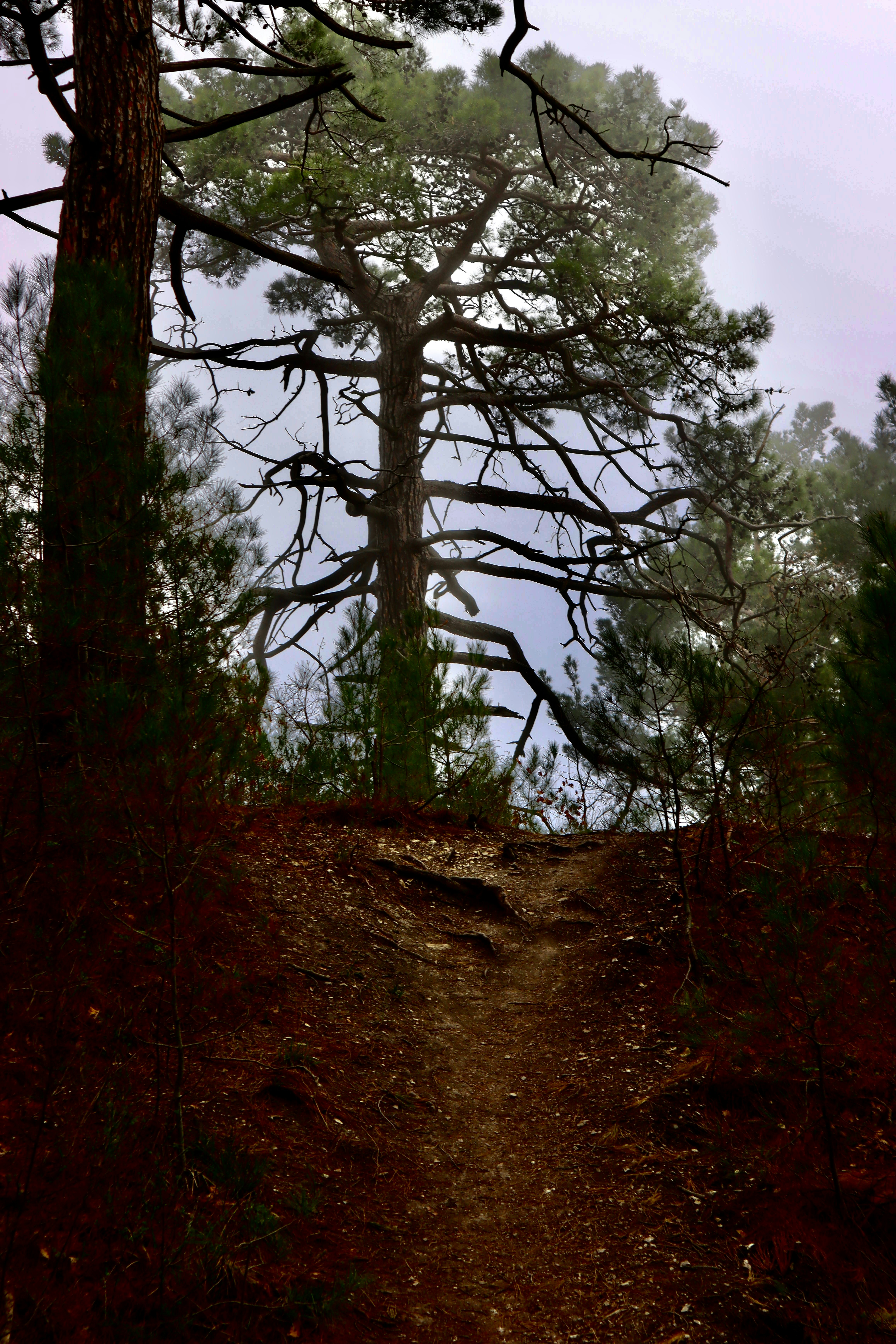The Sentinel Pine Over a Narrow, Shadowed Forest Trail