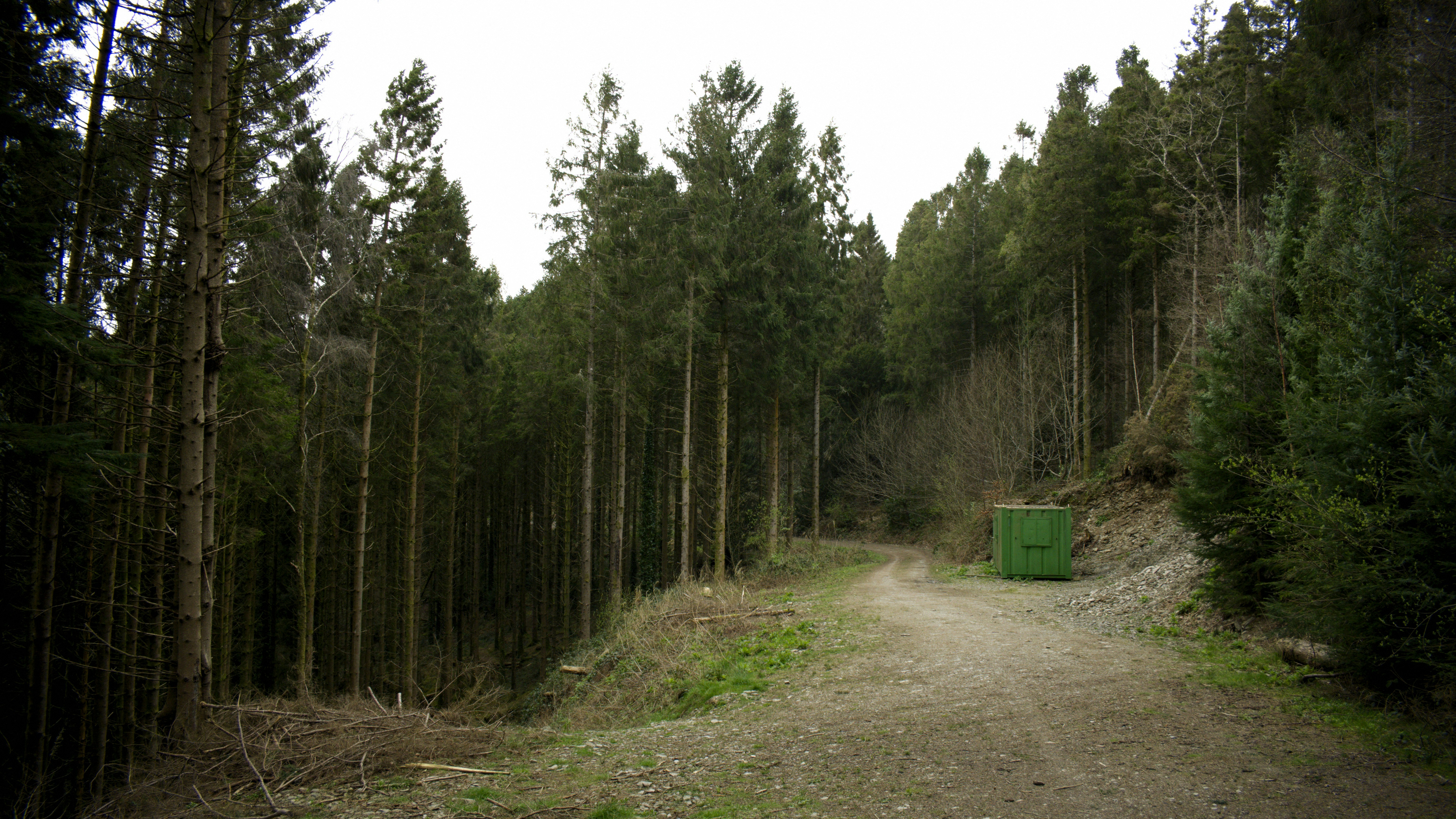 Verdant Container at the Forest Road's Quiet Turn