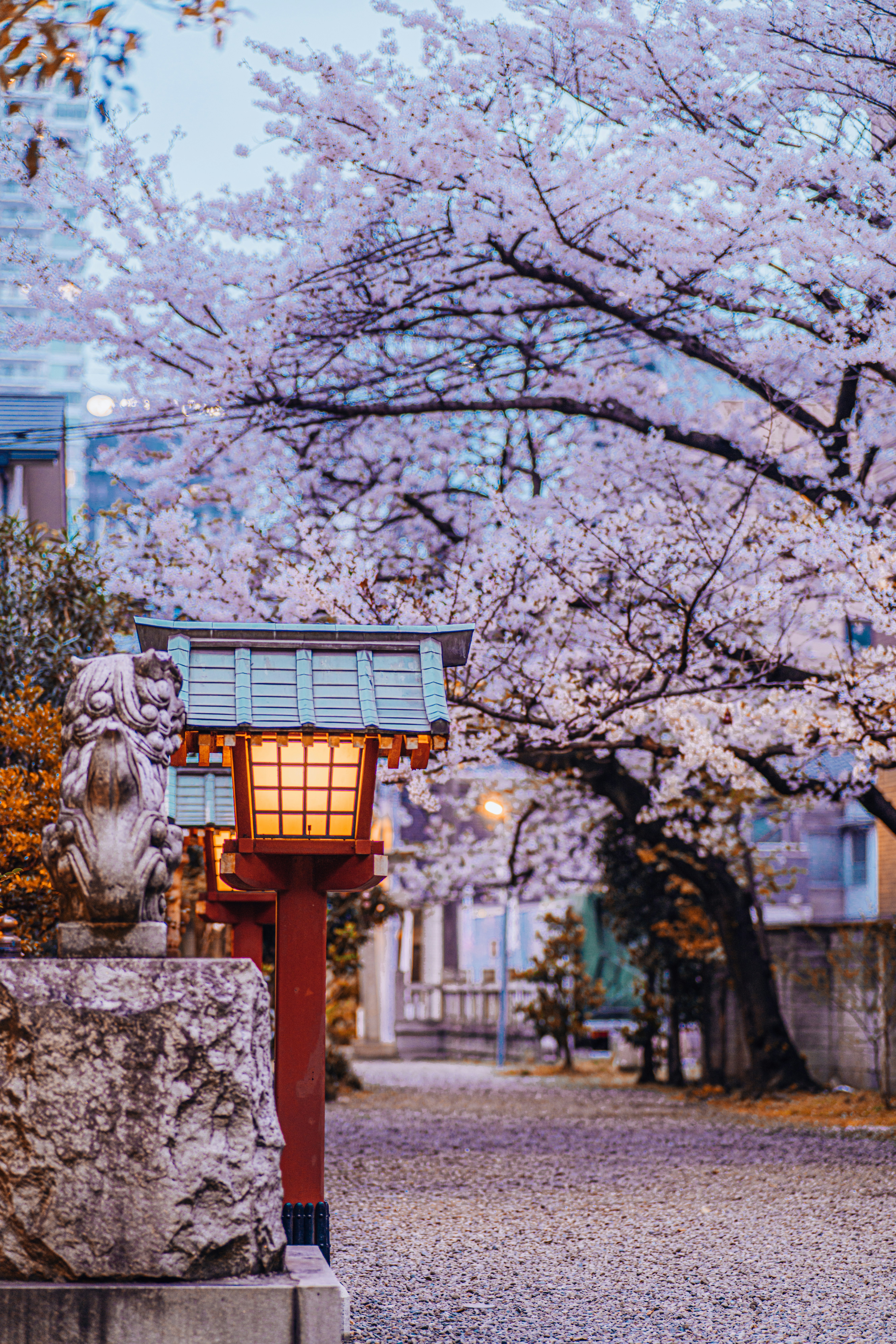 Lantern in Bloom: A Quiet Shrine Path Under Sakura