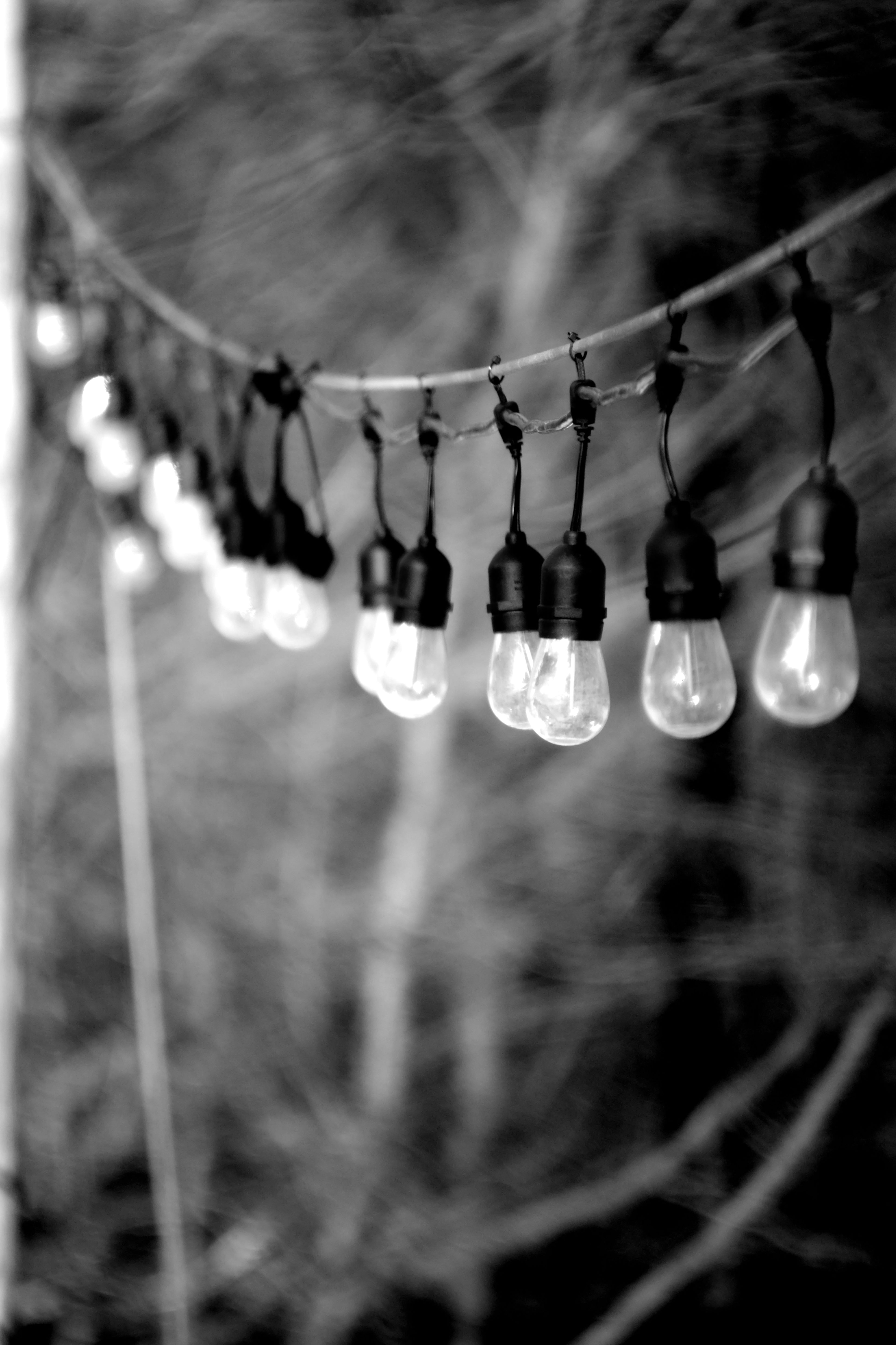 A string of light bulbs hanging from a tree photo – Free Qc Image on ...