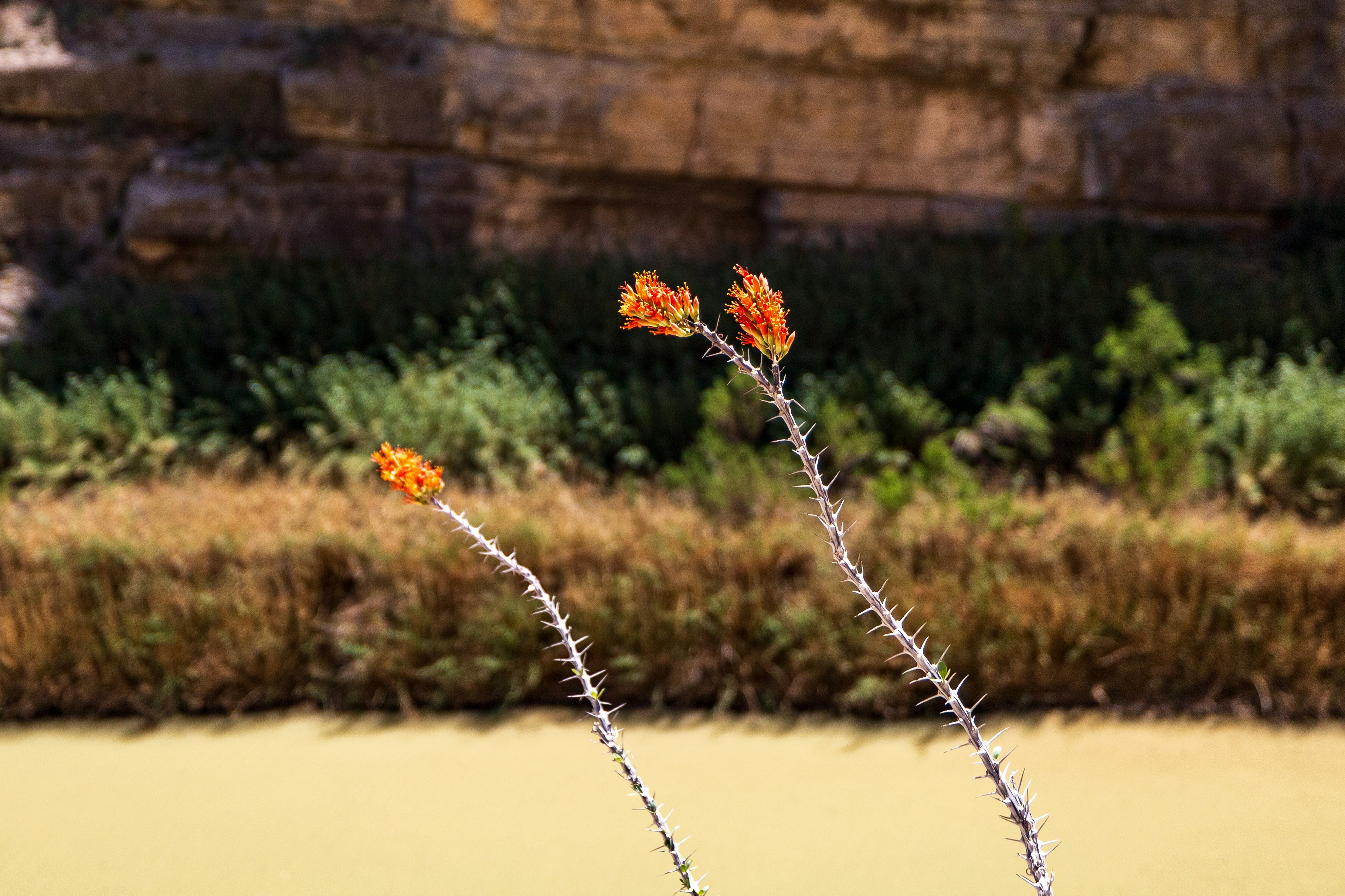 Orange-Tipped Thorns Stand as Sentinels by a Quiet River