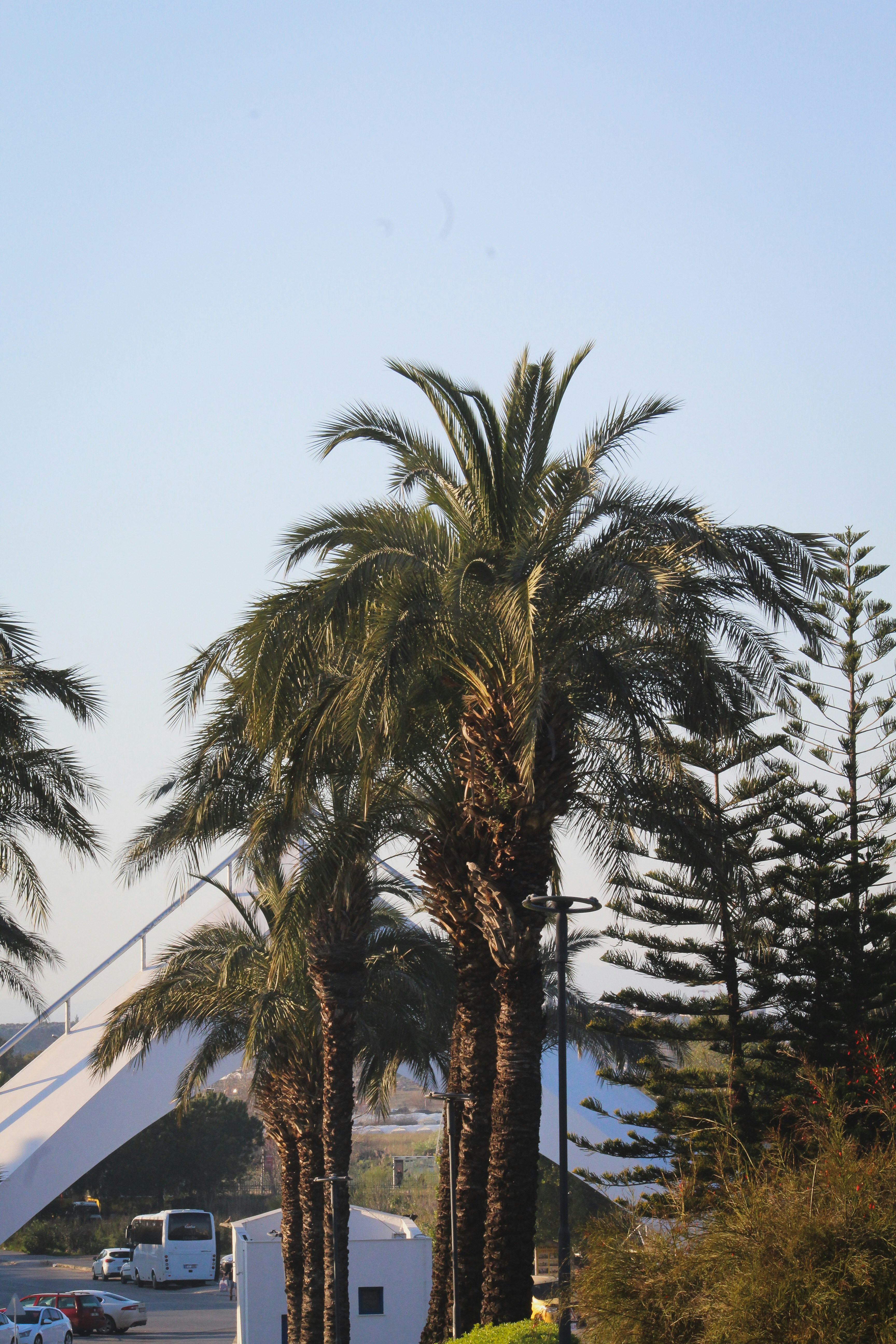Sunlit Palms Framing a Modern Ramp Along the Coast