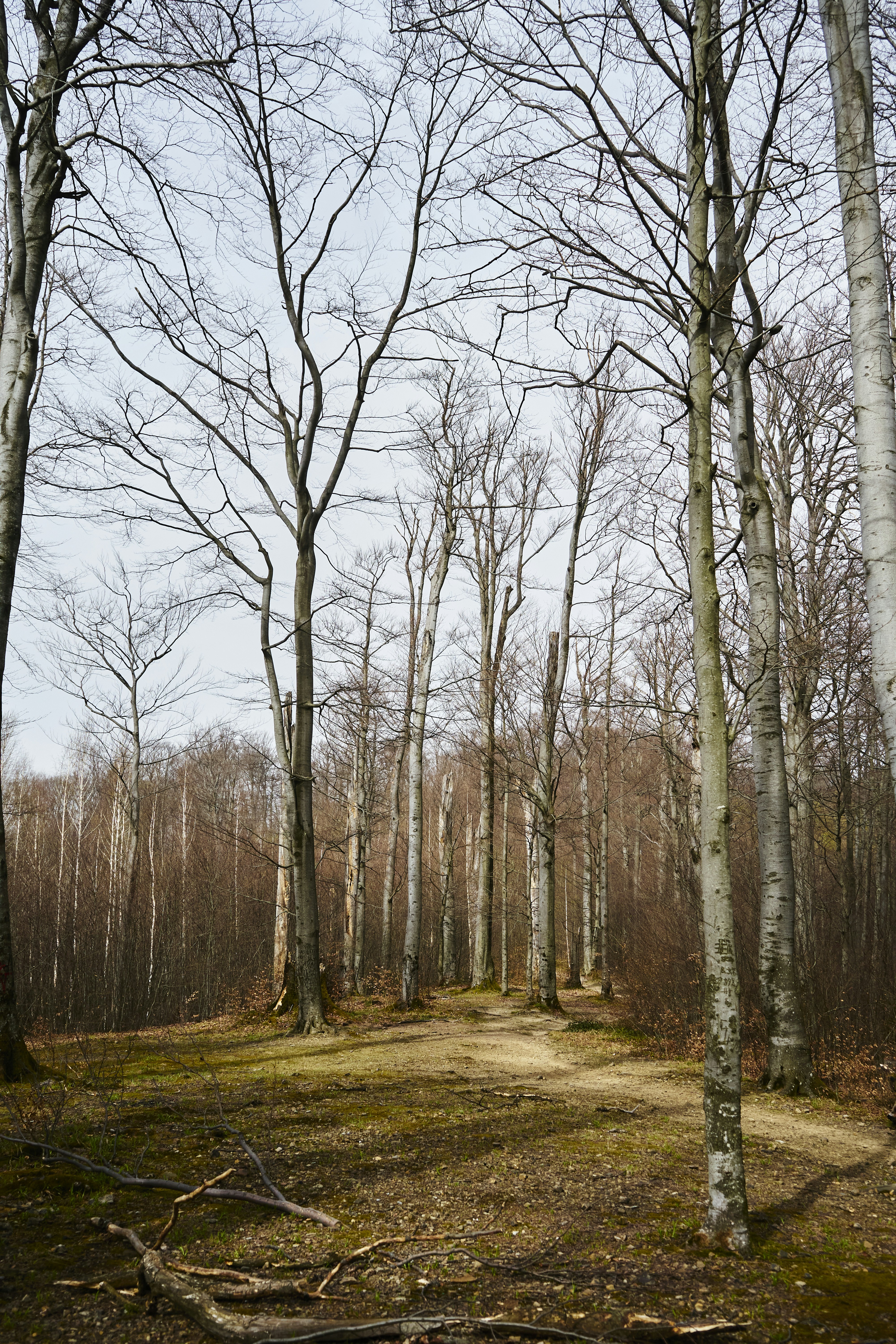 Midwinter Corridor: A Quiet Path Through Bare Woodland