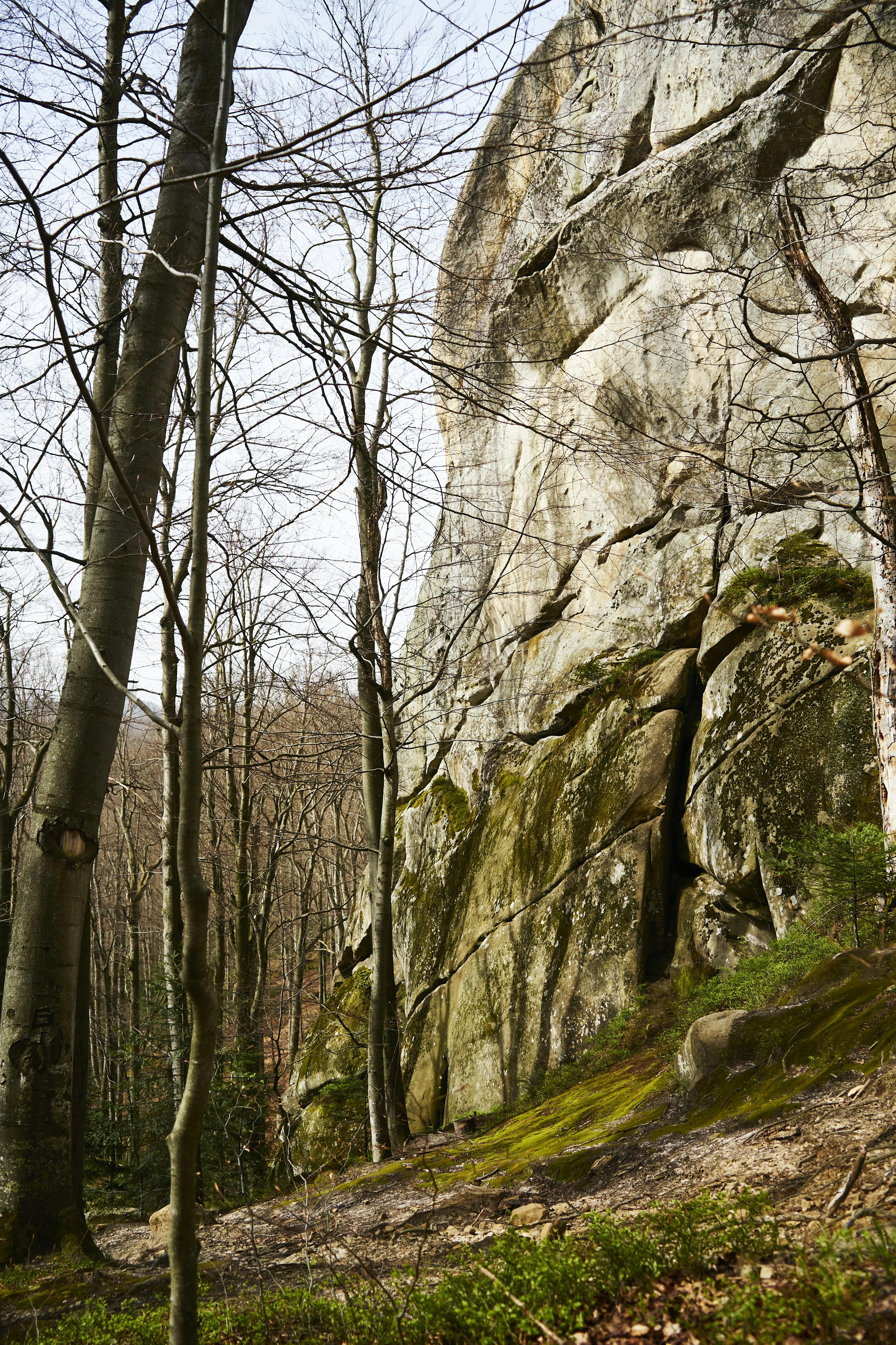 Rugged Cliff Meets Forest Shadow