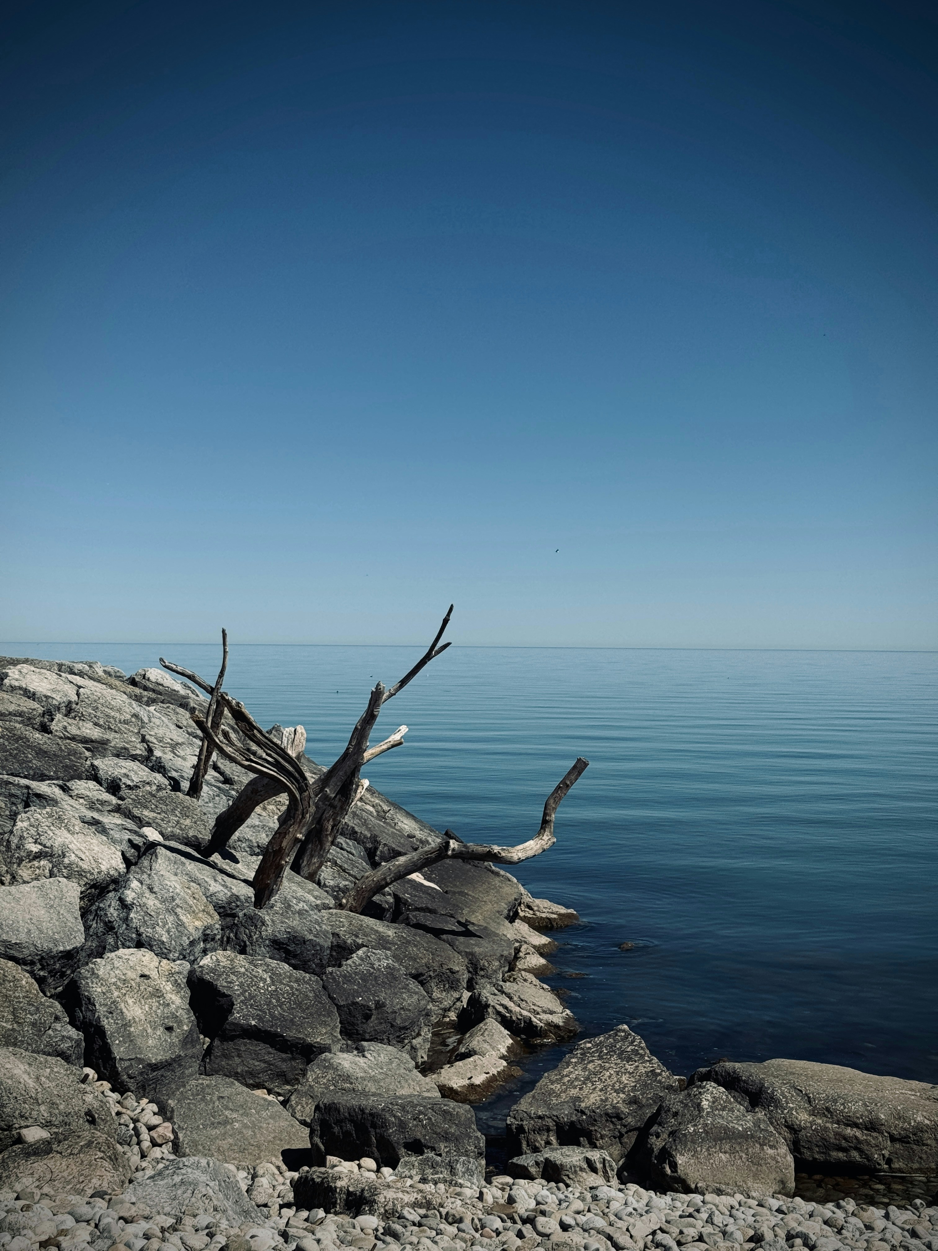 Weathered Driftwood Framed by a Glassy Blue Seascape