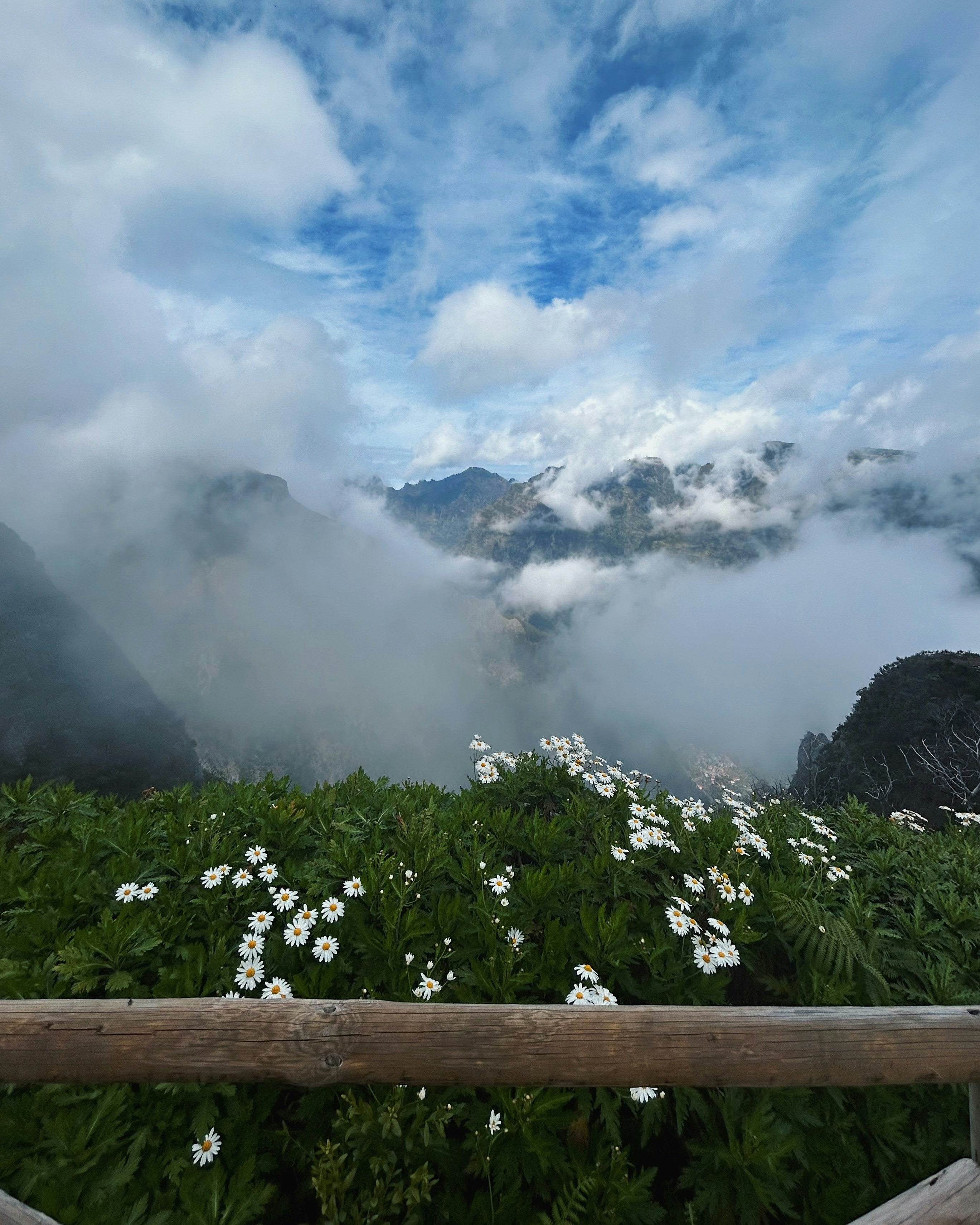Alpine daisies beneath a sea of clouds from a wooden railing