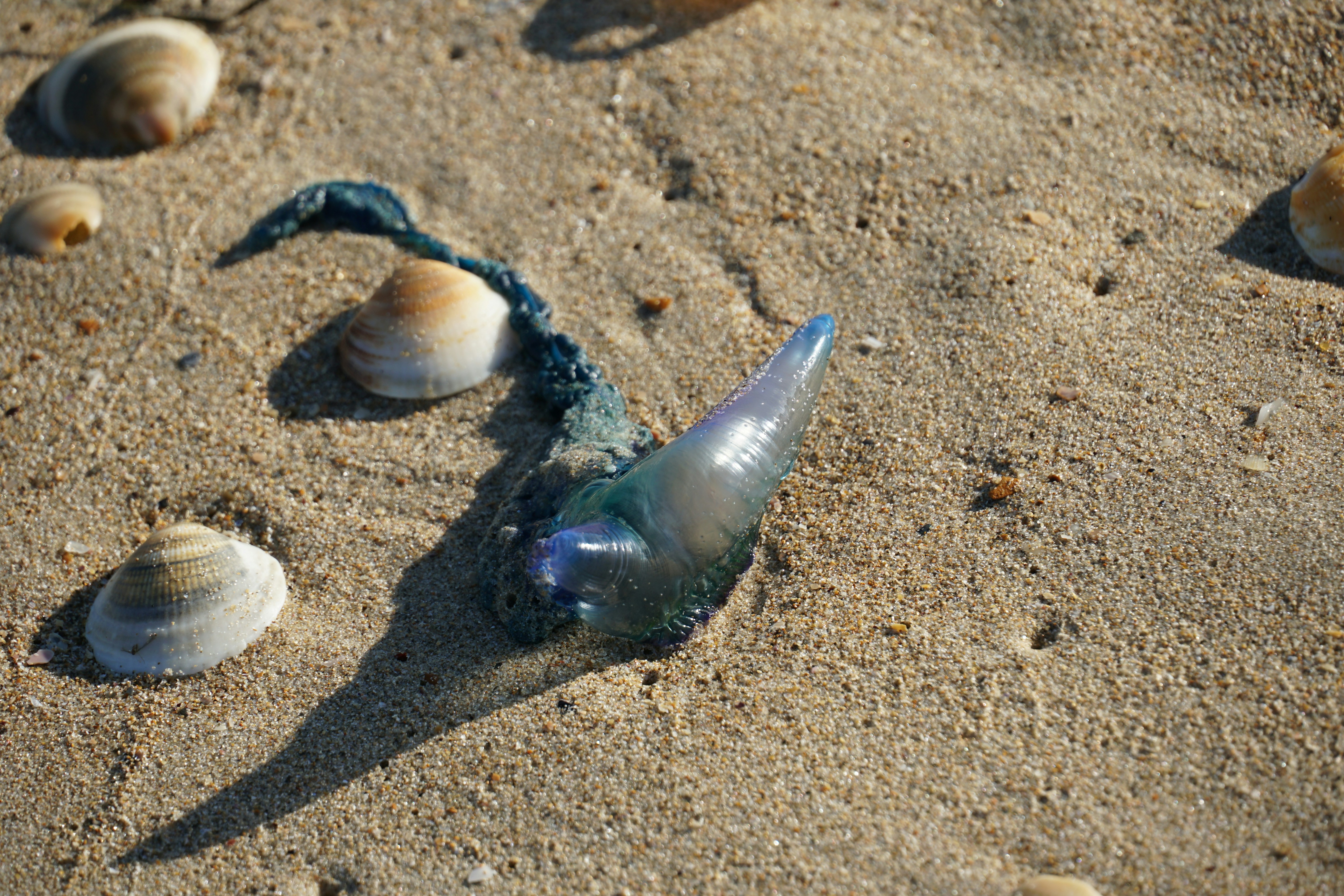 Sea Glass and Shells: A Quiet Shoreline Moment