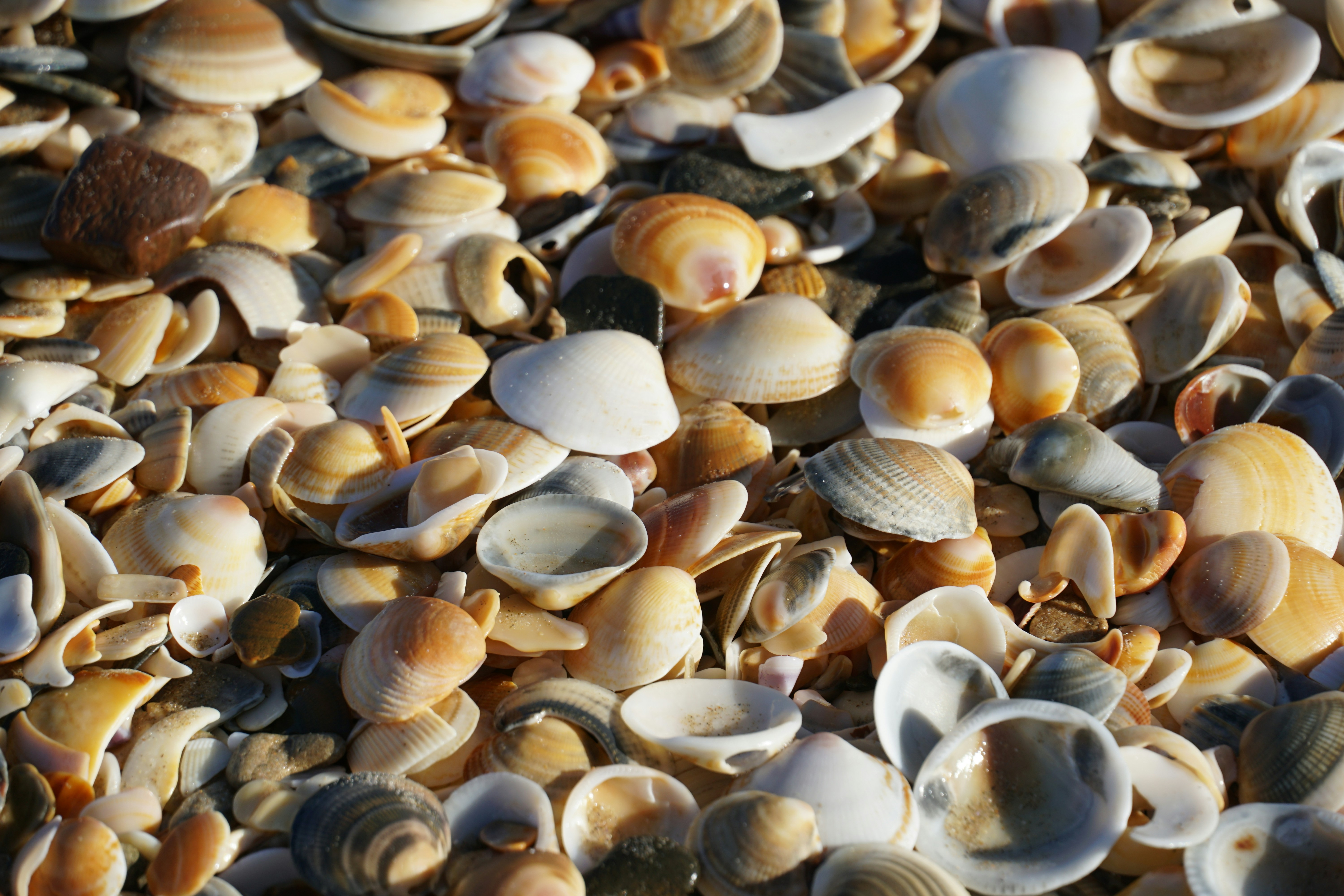A bunch of shells that are laying on the ground photo – Free Tasmania ...