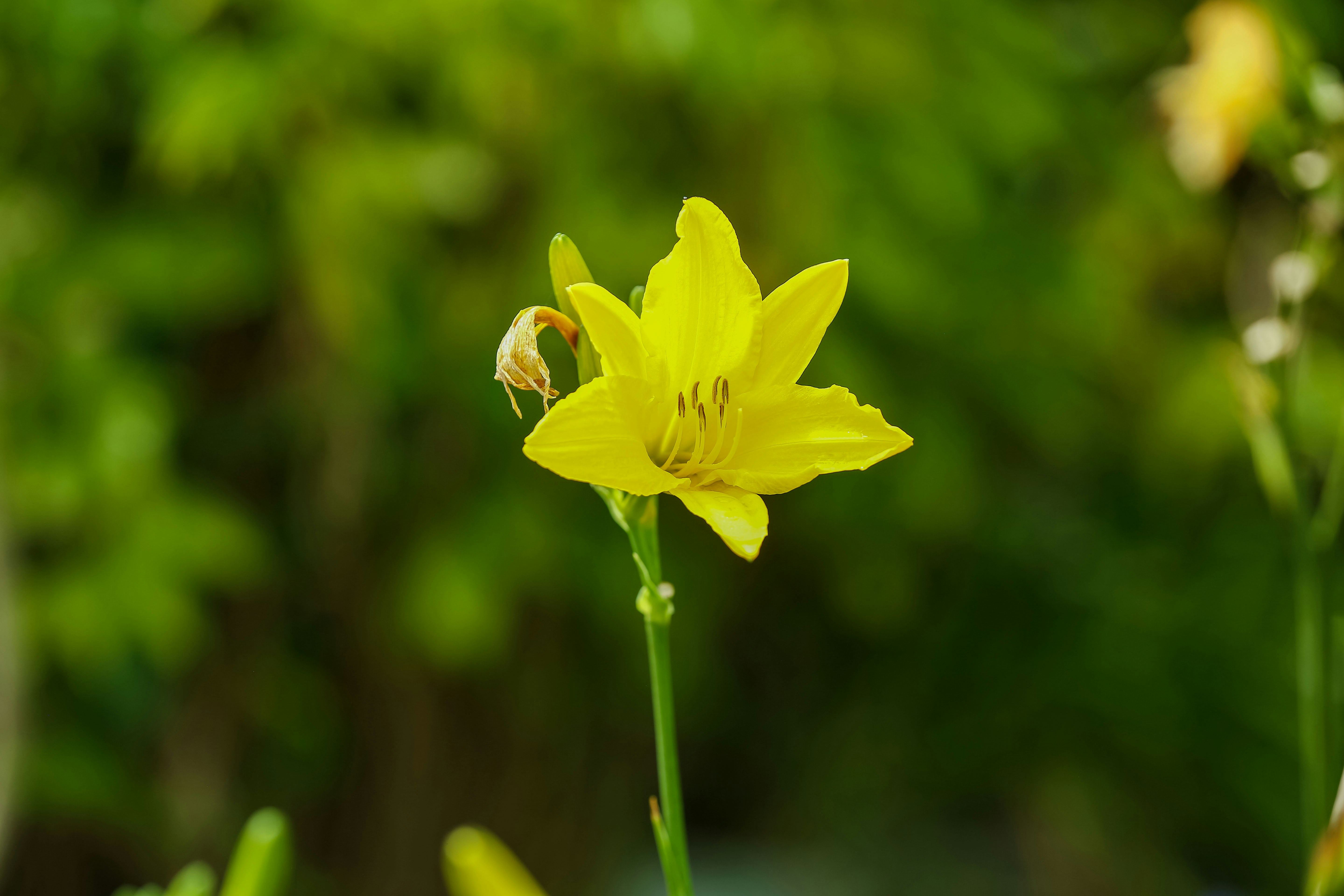A close up of a yellow flower with a blurry background photo – Free ...