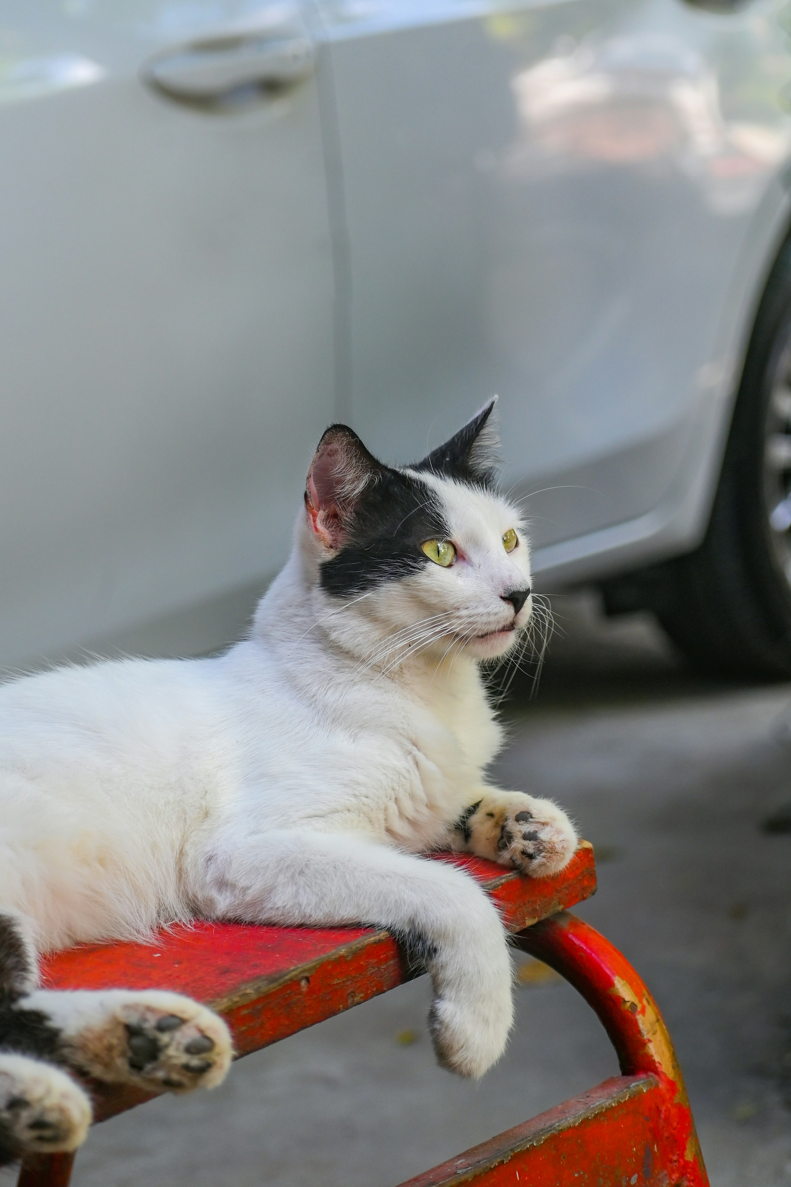 Crimson Bench, Curious Gaze: A Cat Pauses by a Silver Car