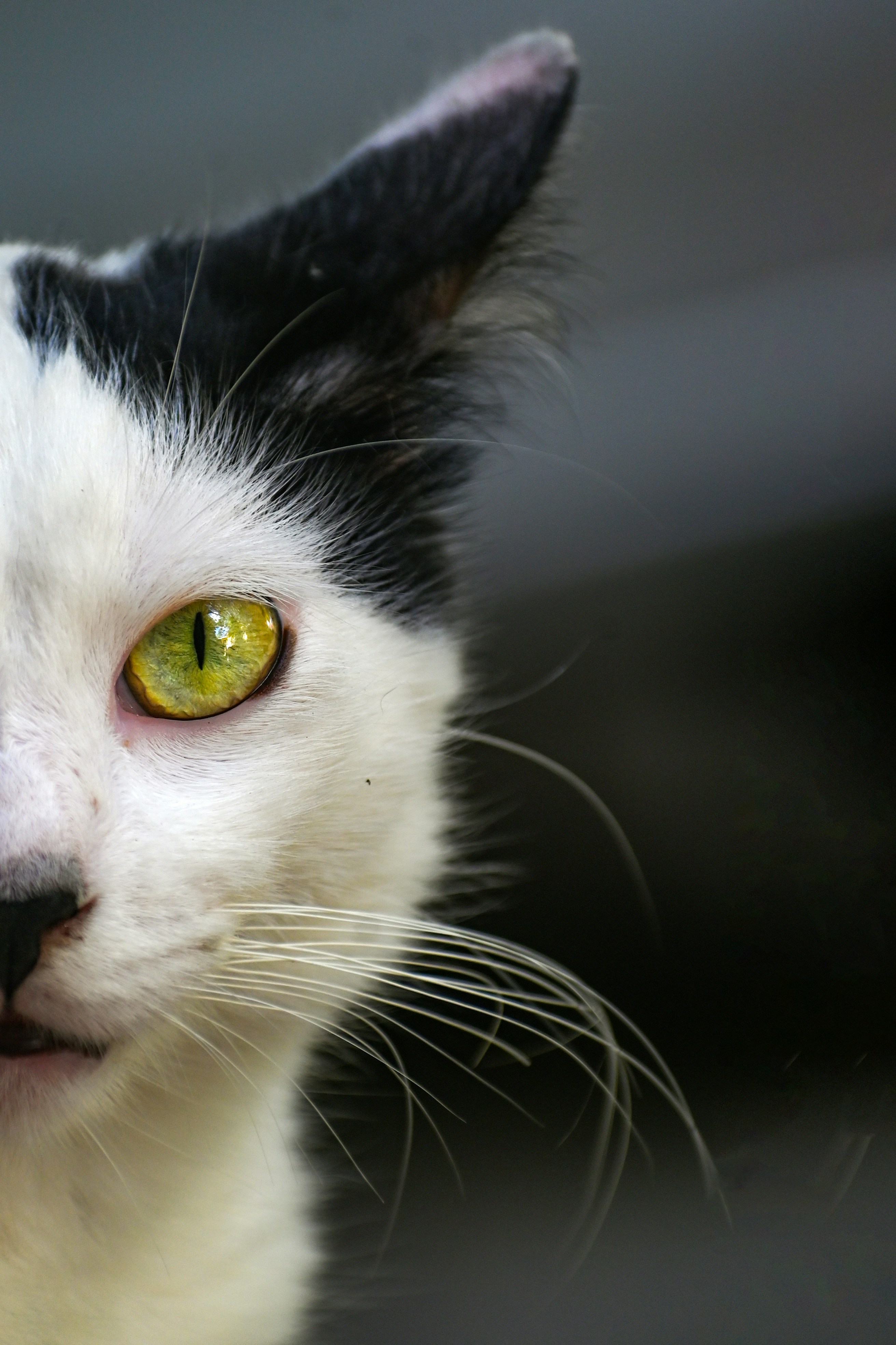 Alert Yellow Gaze: A Cat's Close-Up Across the Frame