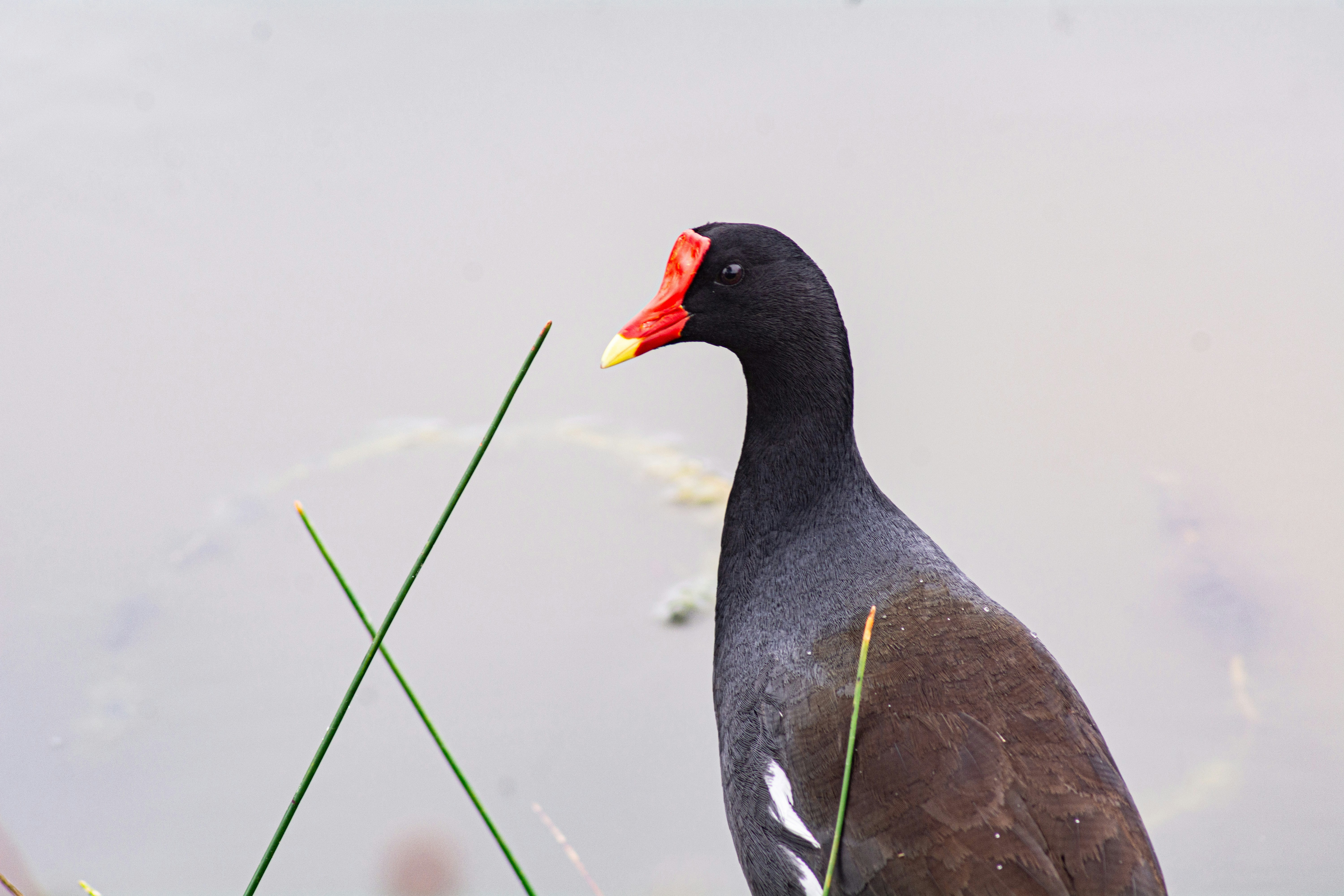 The Bold Mover by the Water's Edge