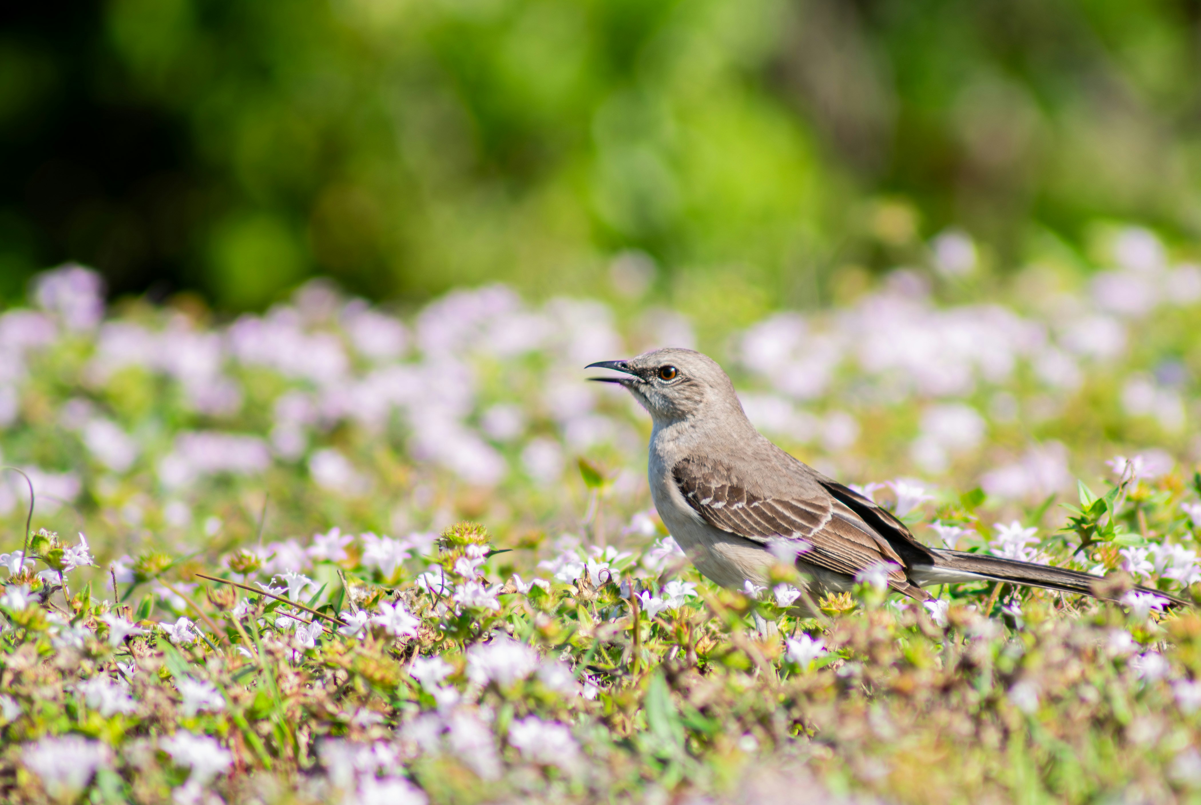 Meadowbound Songbird Amid Pink Blooms in Spring Light