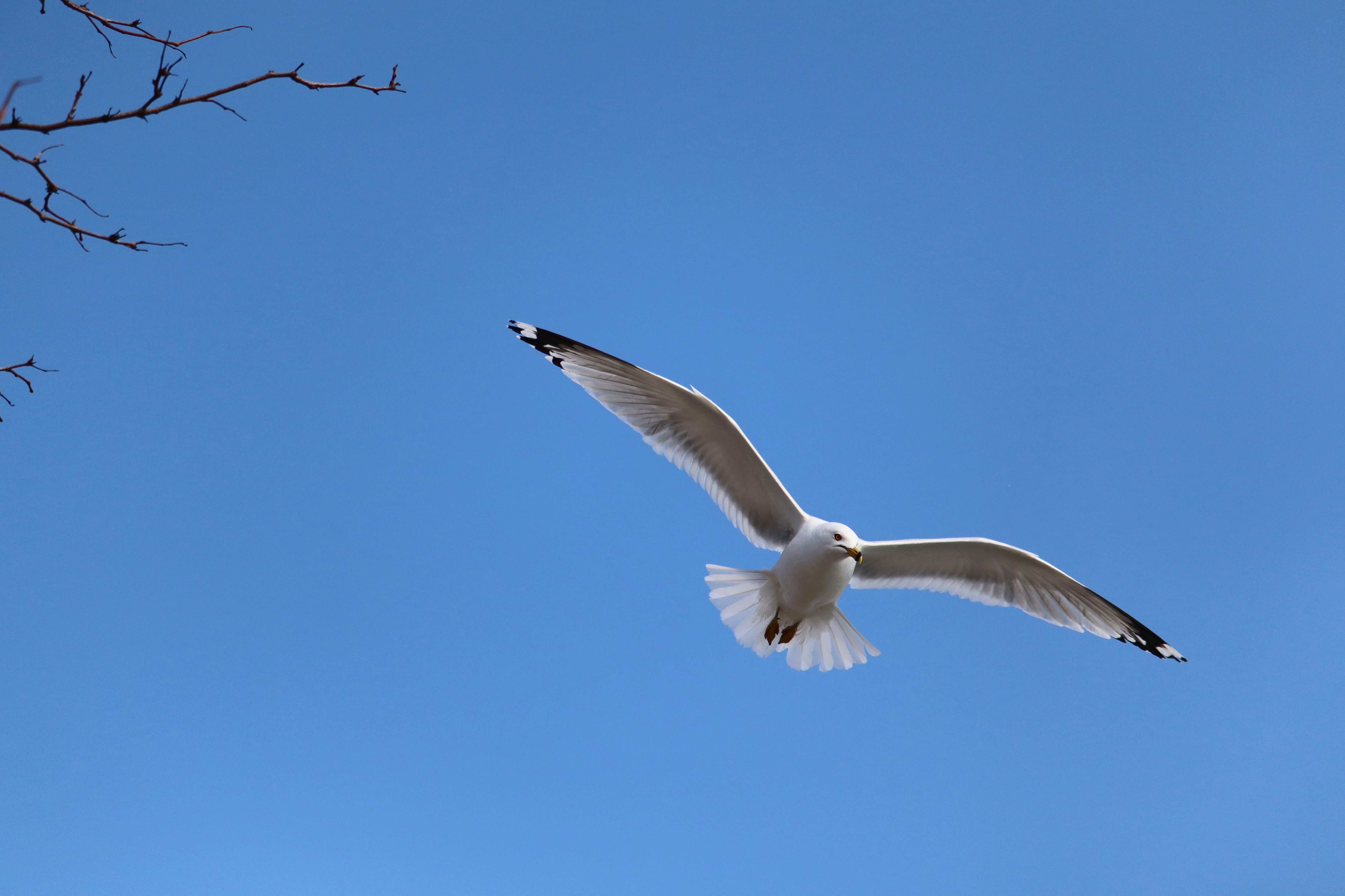 Azure Sky Glide: A Seagull in Clear Flight