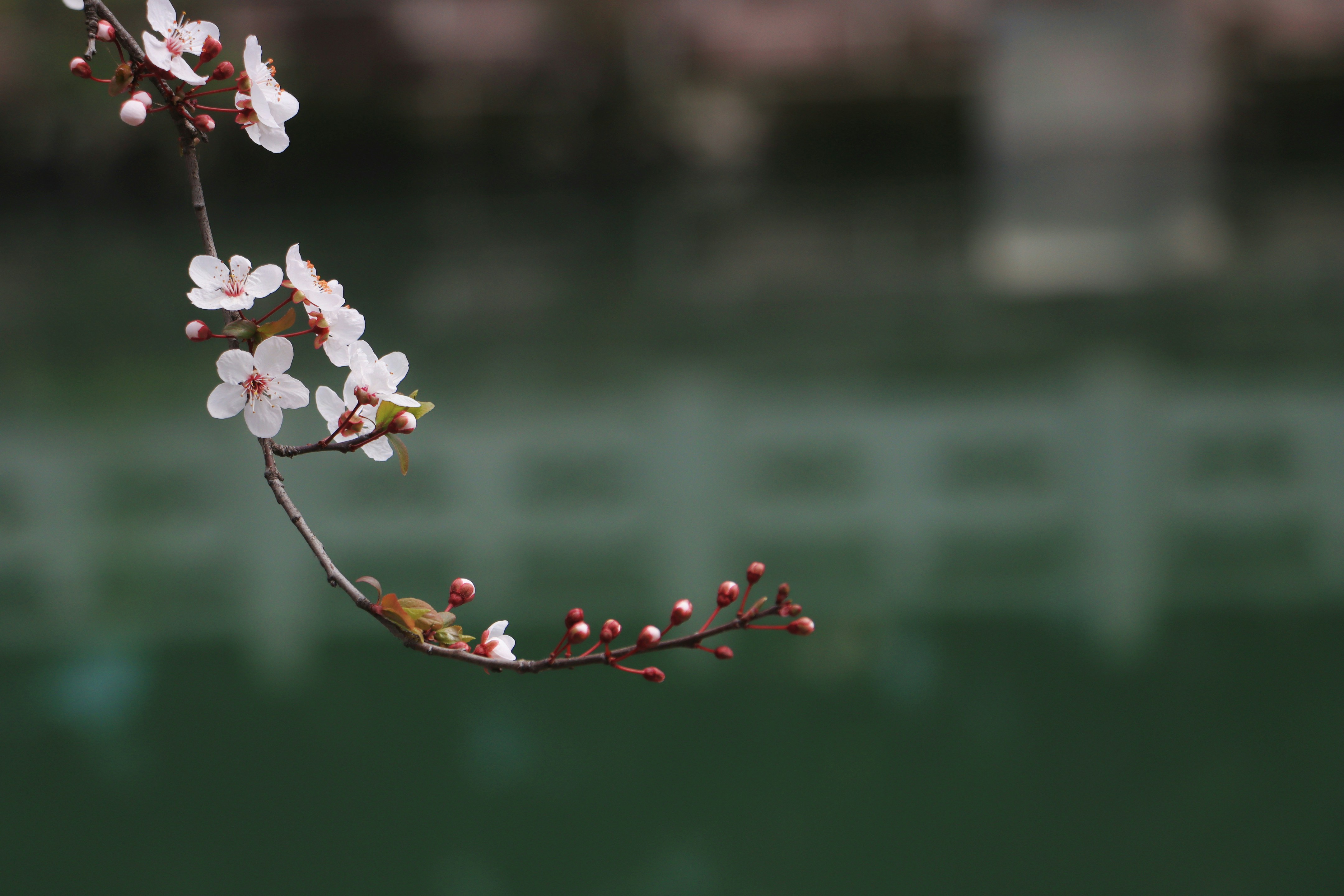 Plum Blossom Solo: Delicate Bloom Framed by a Quiet Pond