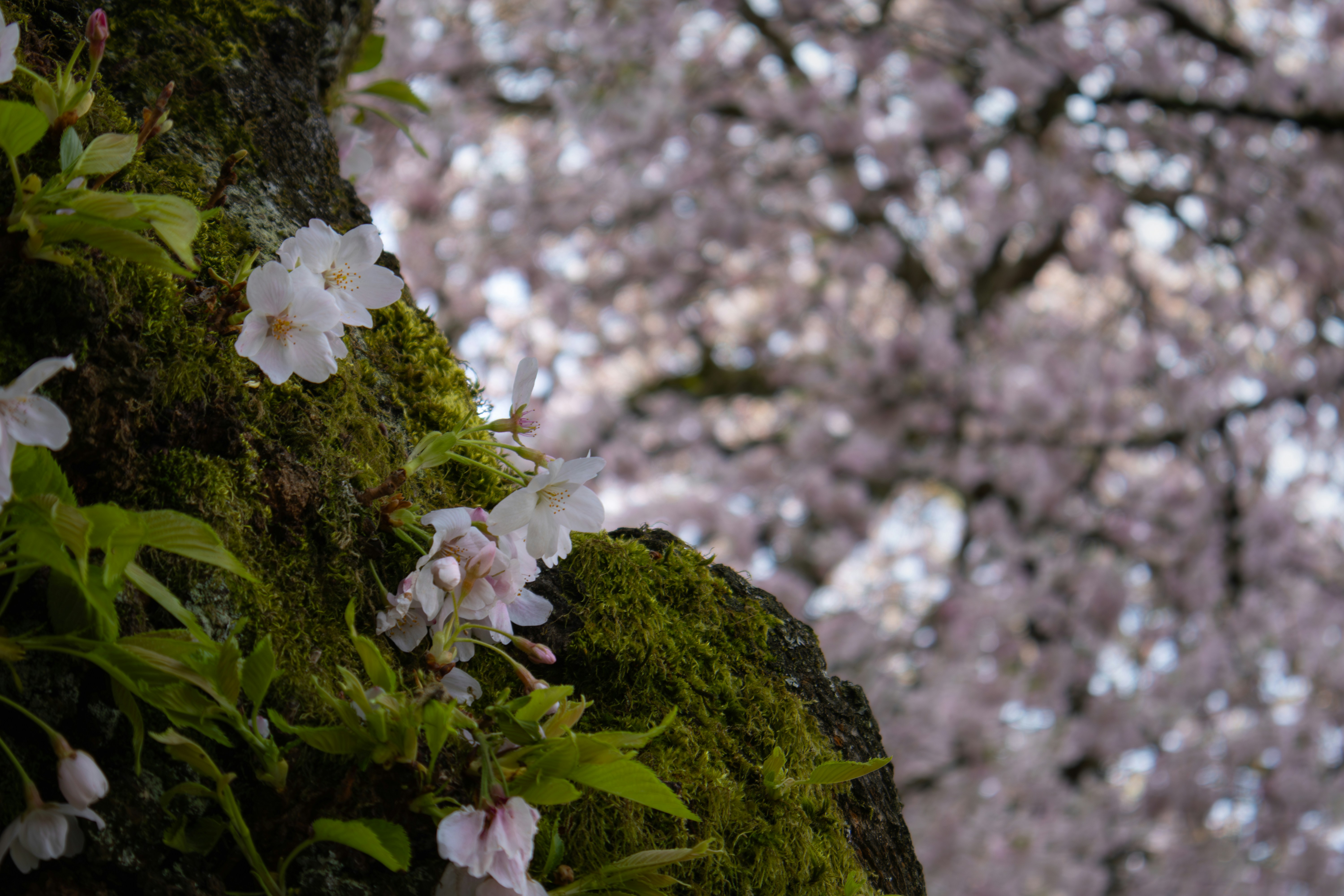 Moss and Blossom Glyphs on Spring Bark