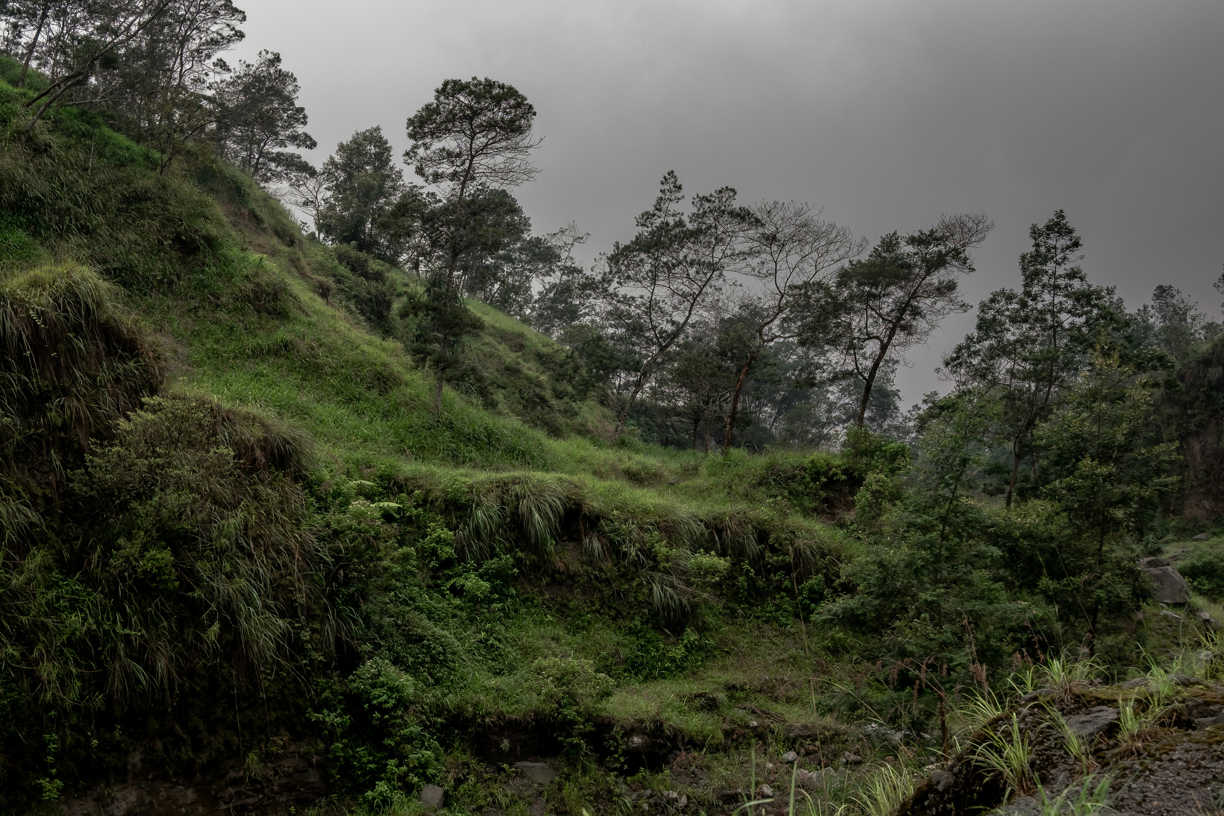 A lush green hillside covered in lots of trees photo – Free Natural ...