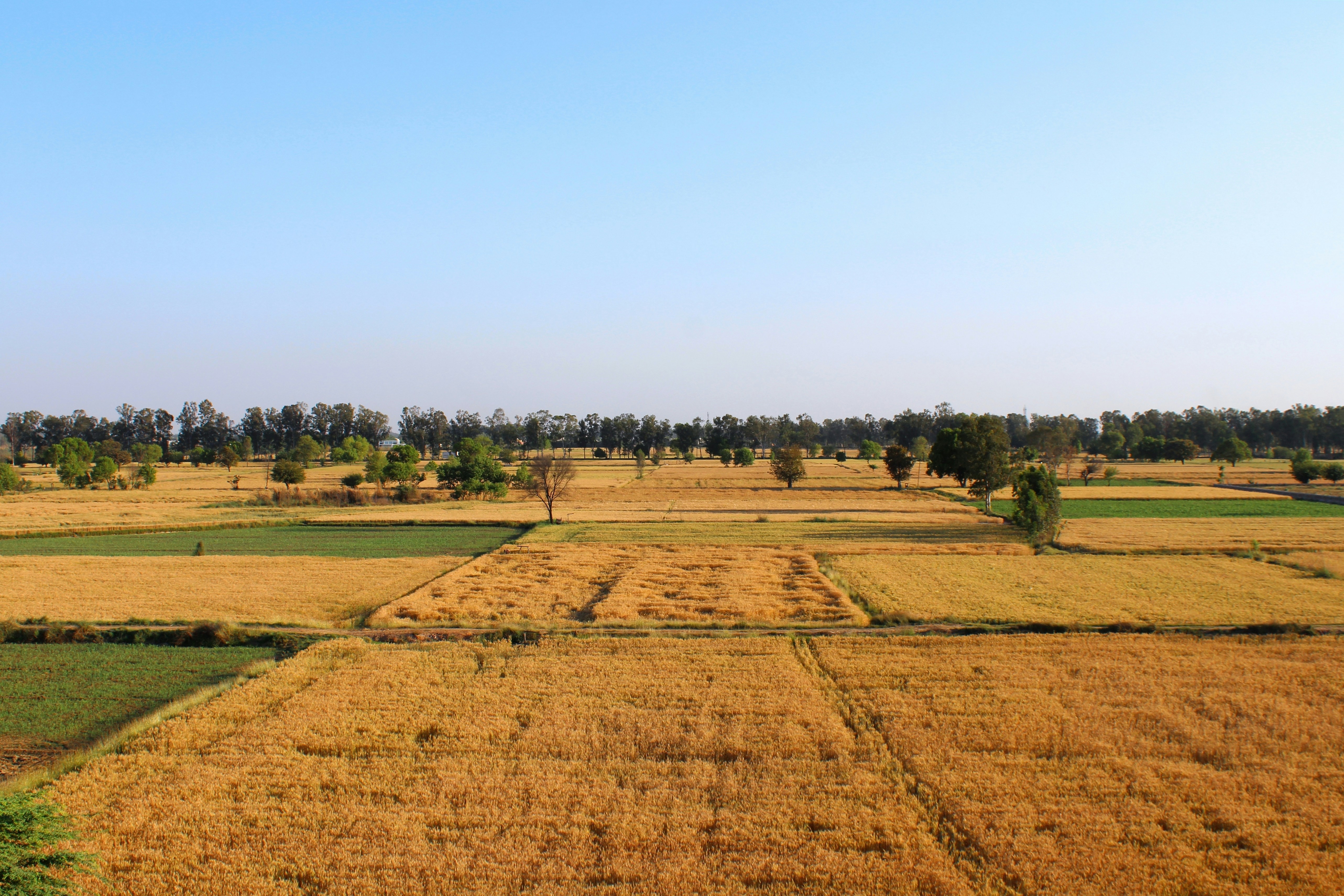 Patchwork Plains: Geometric Harvest Under a Cerulean Sky