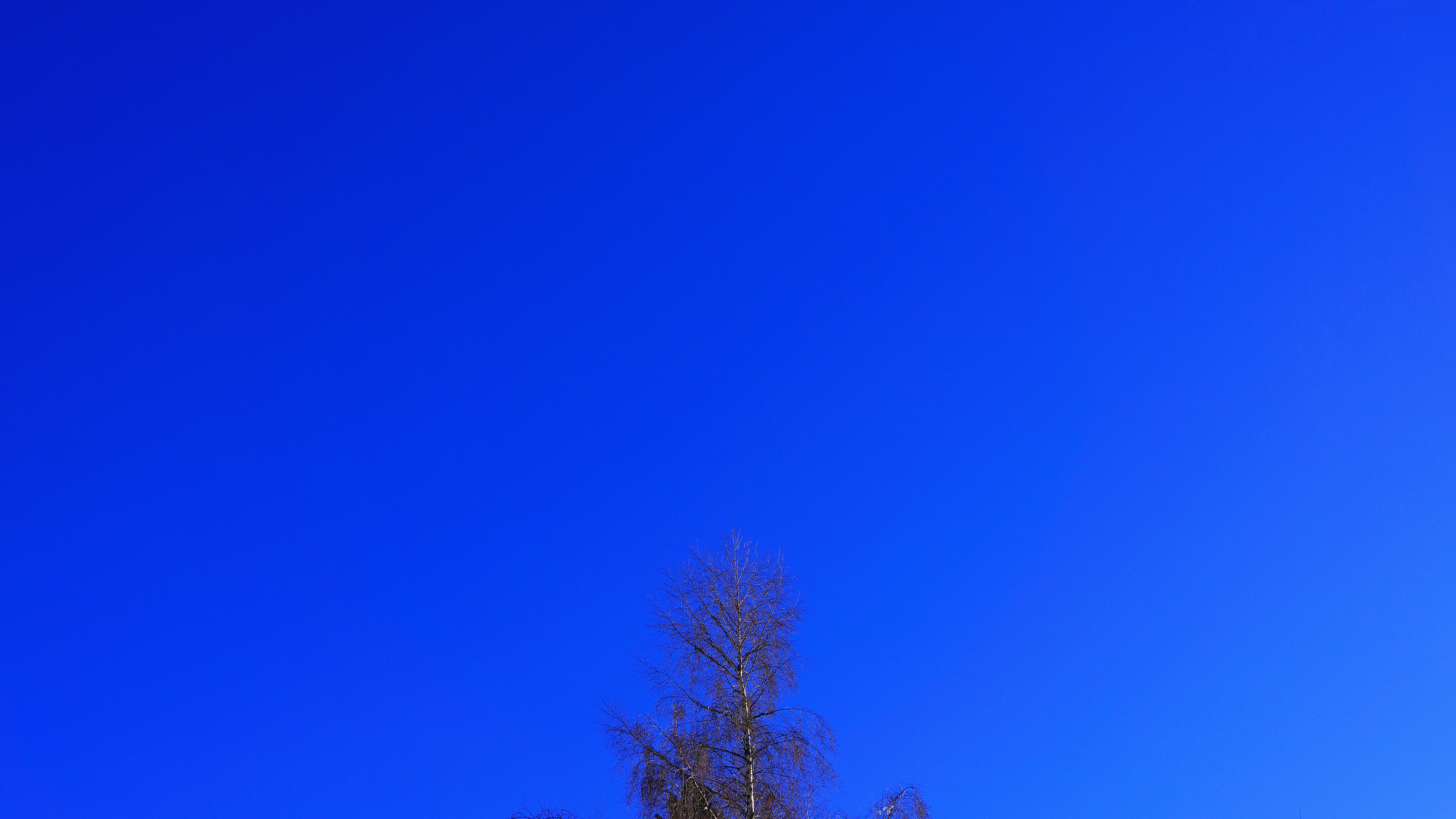Lone Birch Against a Cerulean Expanse