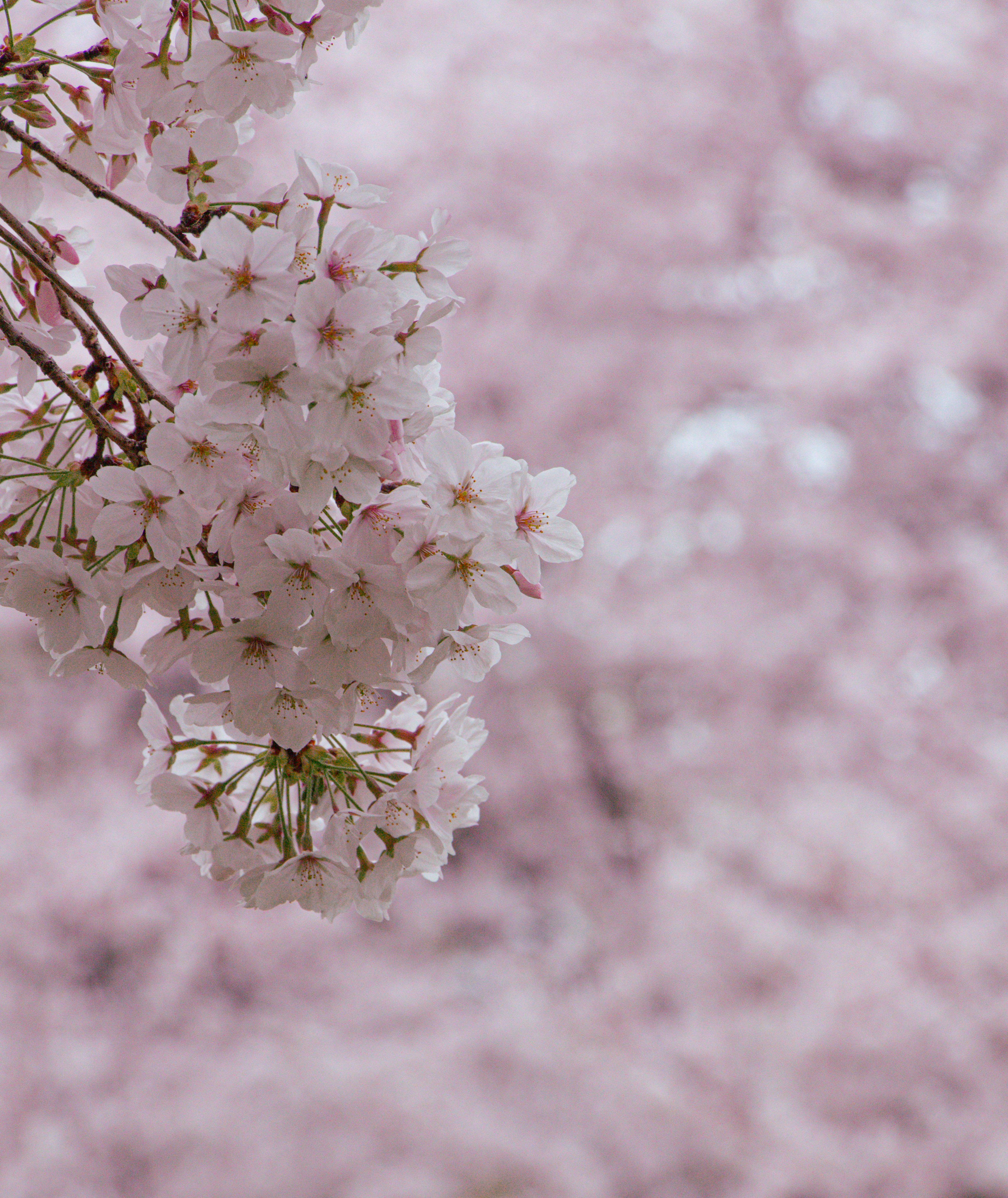 A close up of a tree with pink flowers photo – Free Cherry blossoms ...